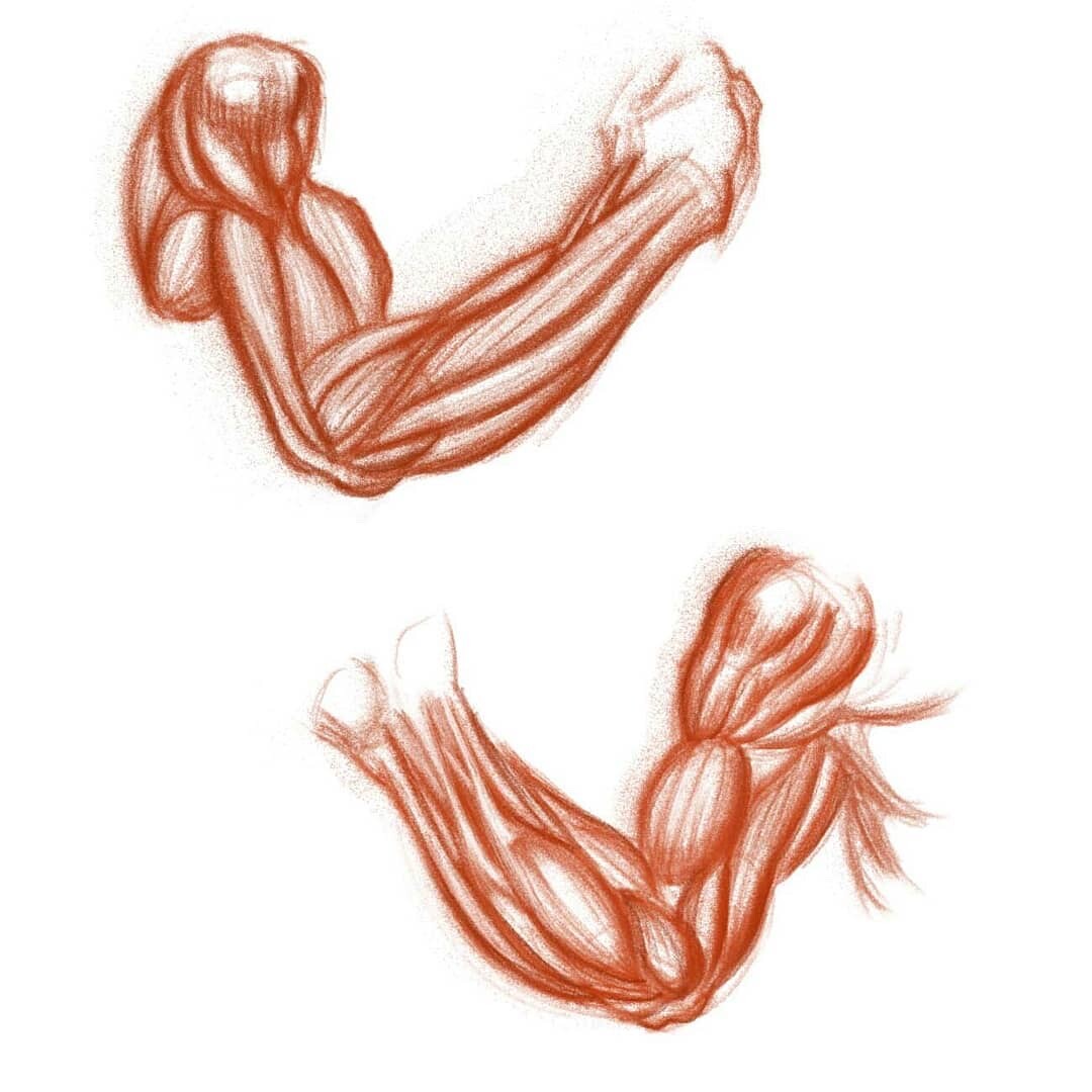 ArtStation - Muscle studies