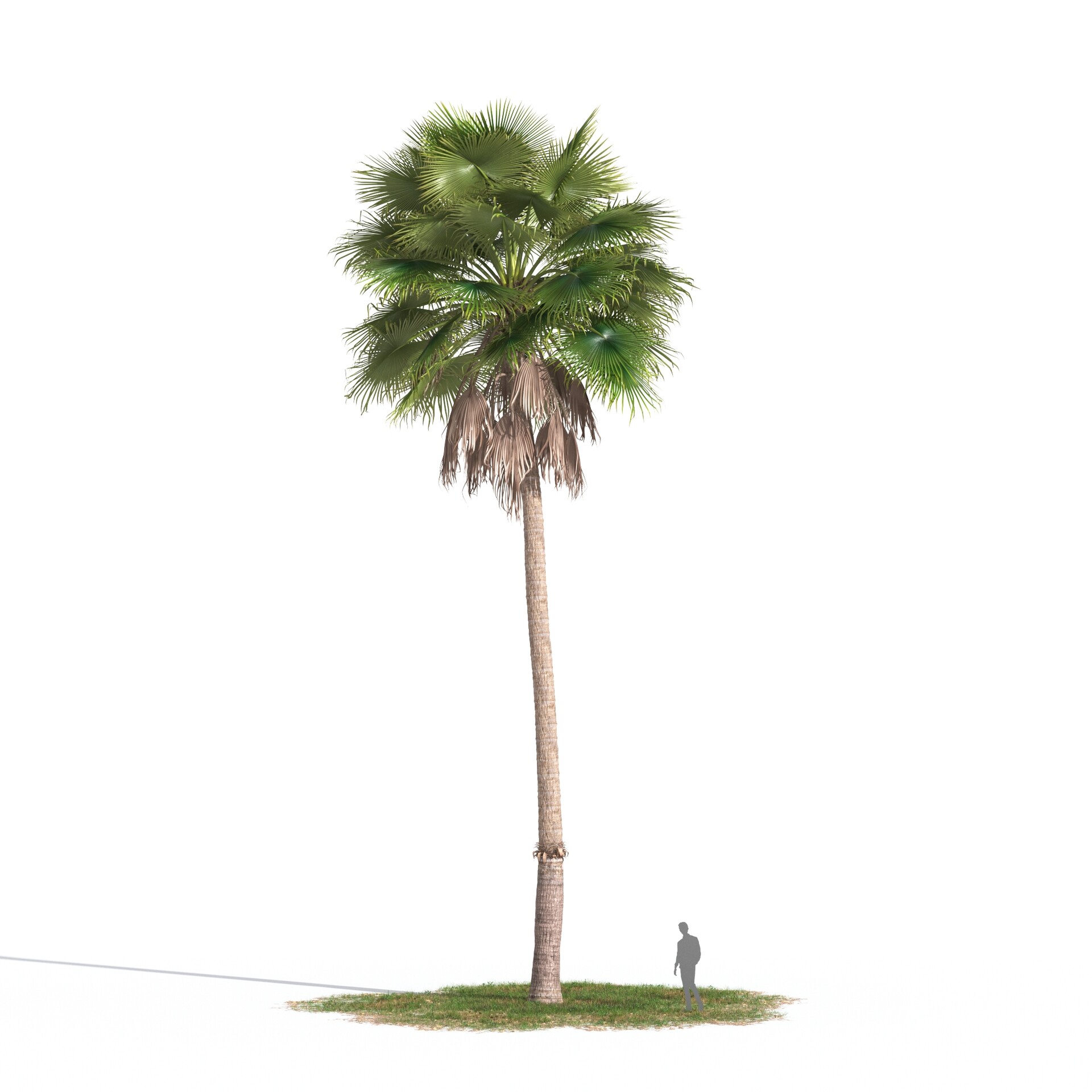 ArtStation - Mediterranean Washingtonia filifera, tall and short variations