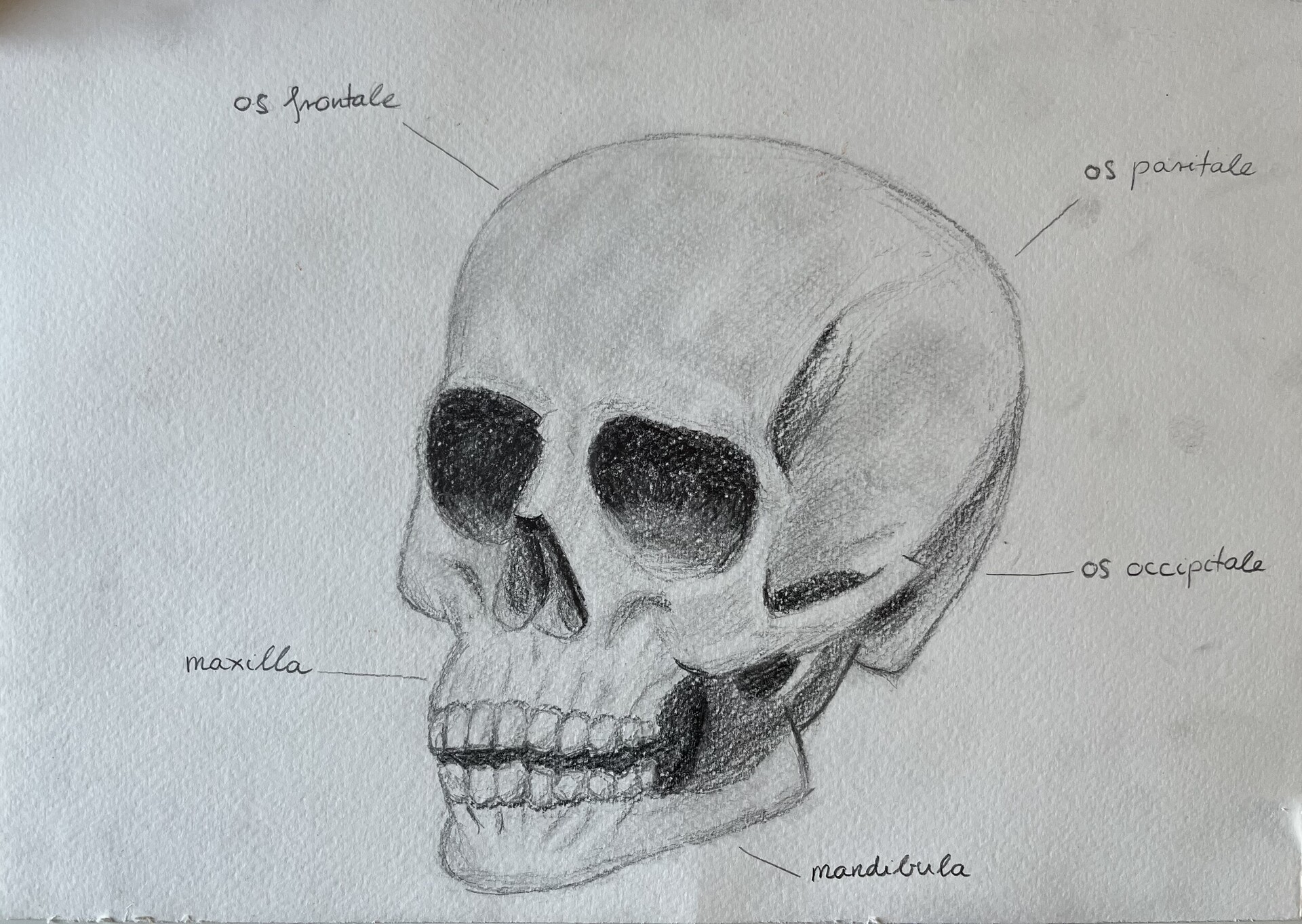 ArtStation - Skull observational drawing