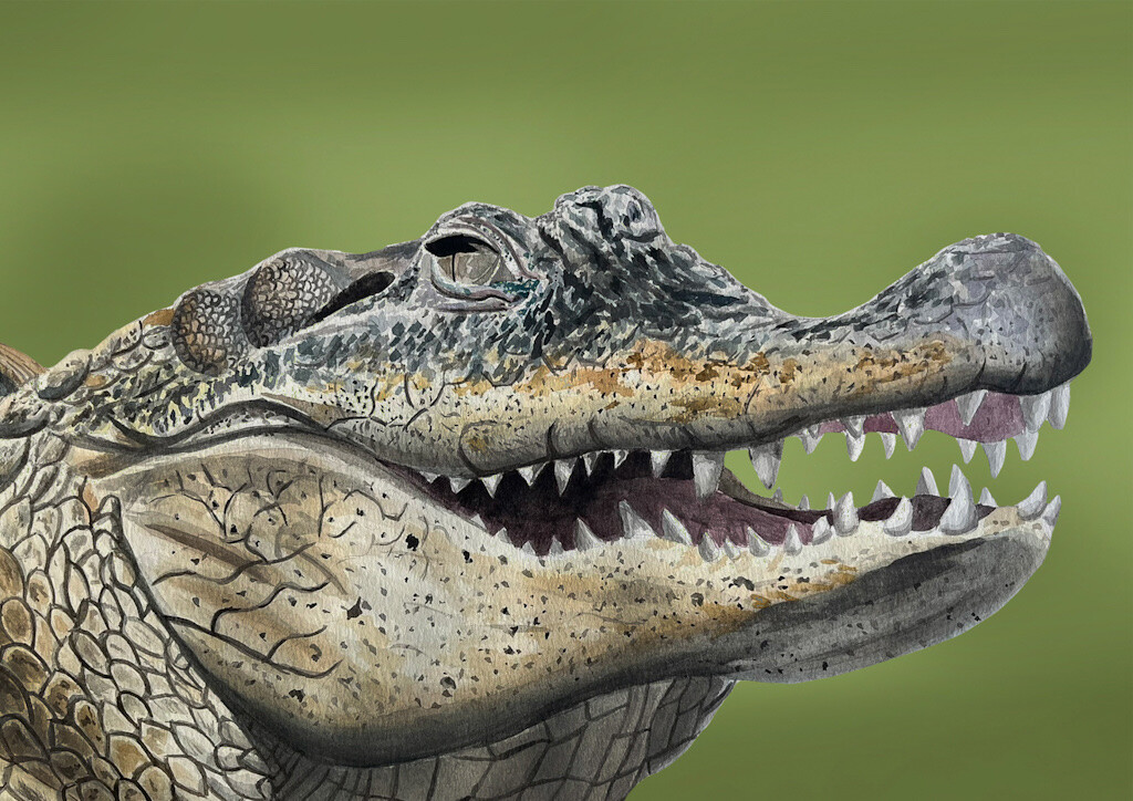ArtStation - Florida Alligator