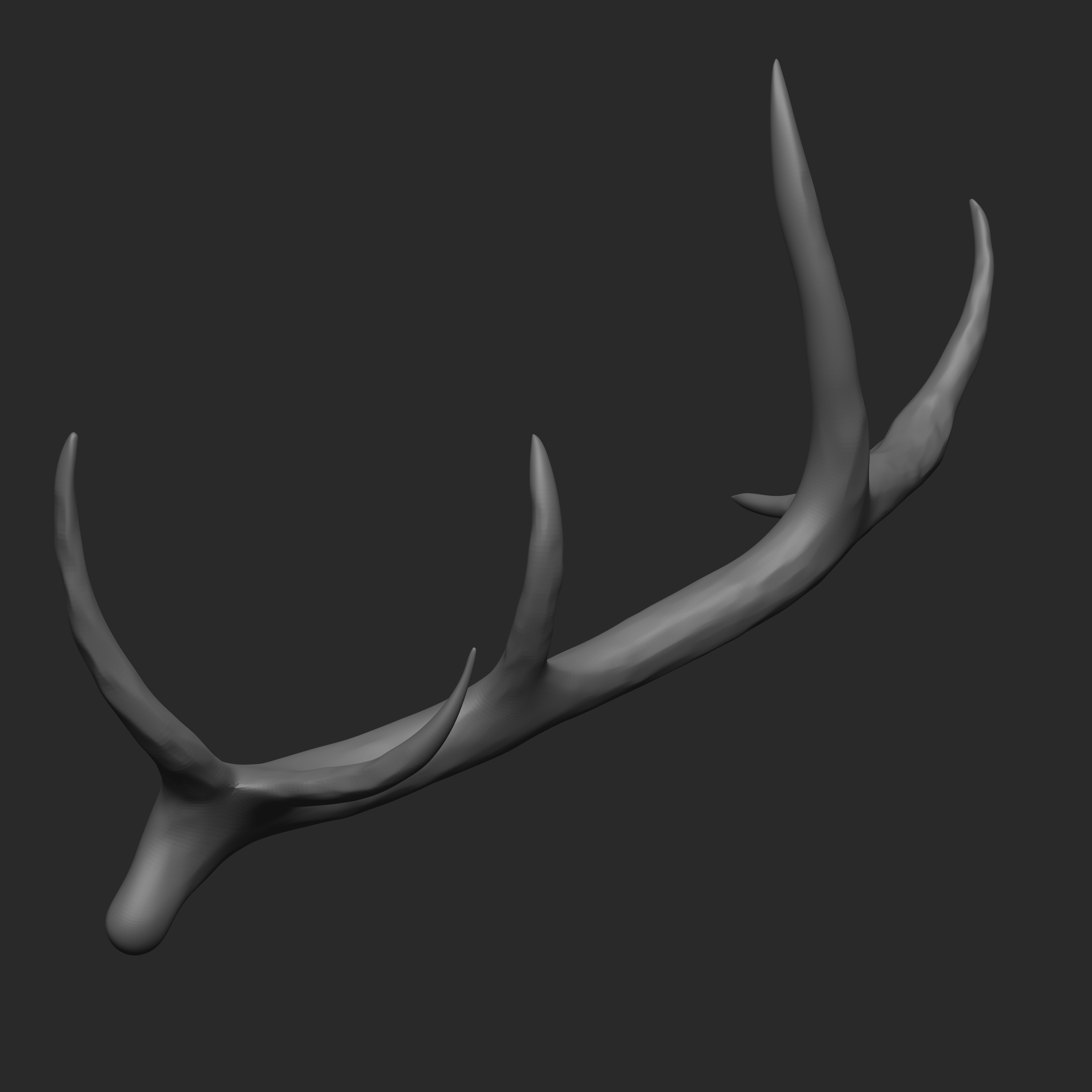 Sebastian Wittig - Elk Anatomy Study