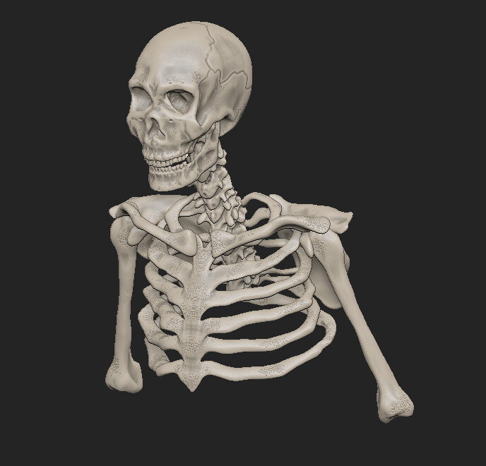 ArtStation - Skeleton Bust (School Project) - Base Zbrush Material