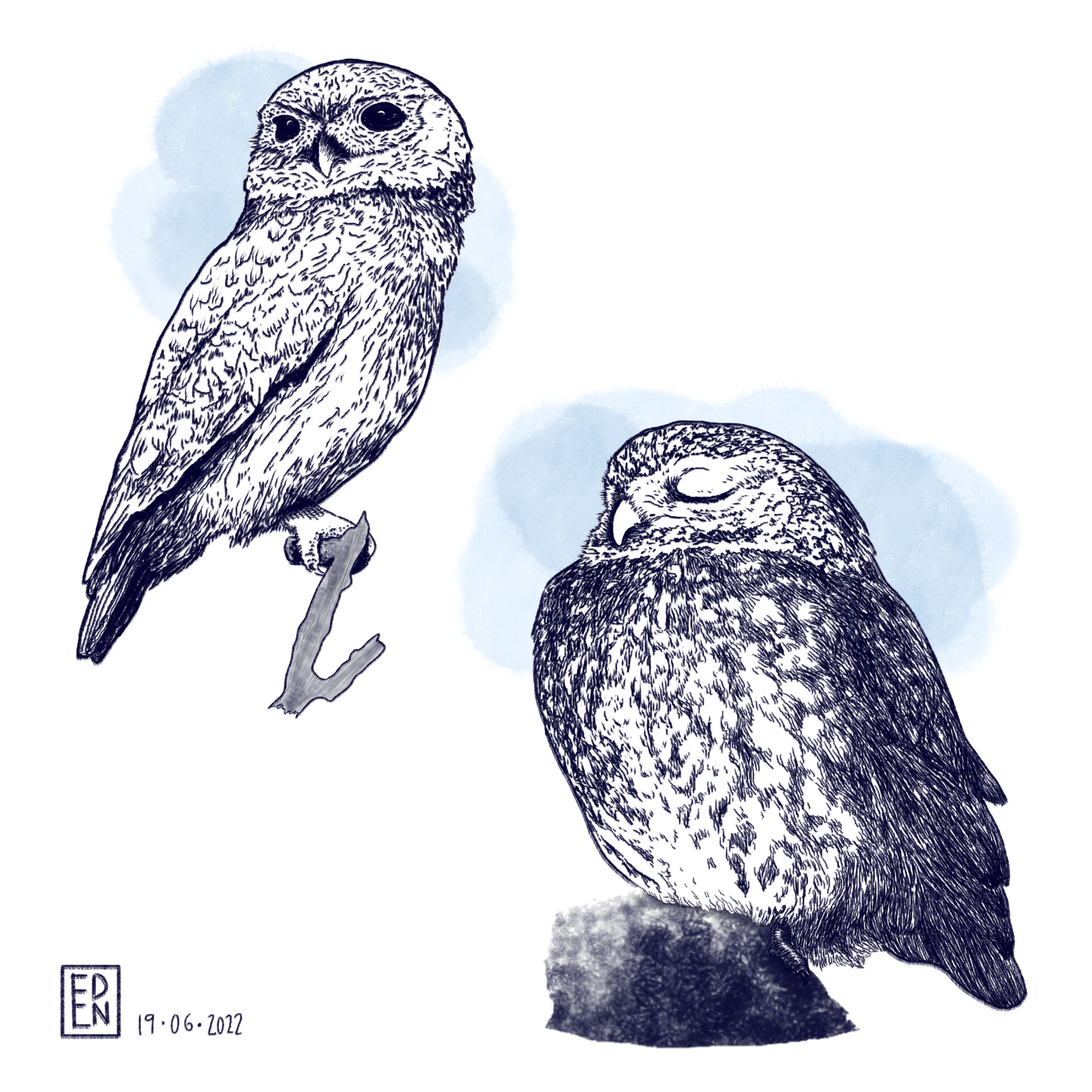ArtStation - A pair of little owls (Athene noctua)