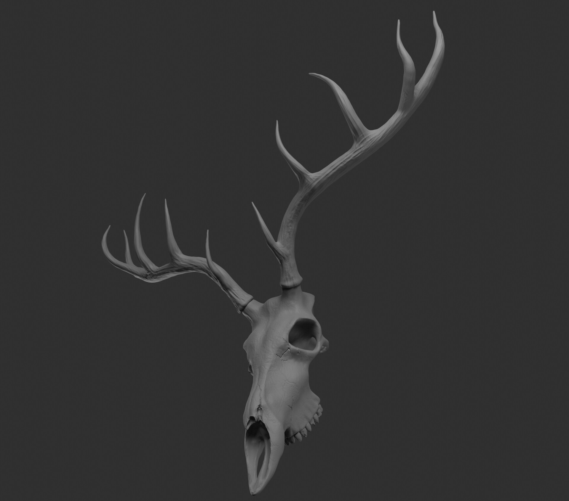 ArtStation - Deer Skull 3D Sculpt