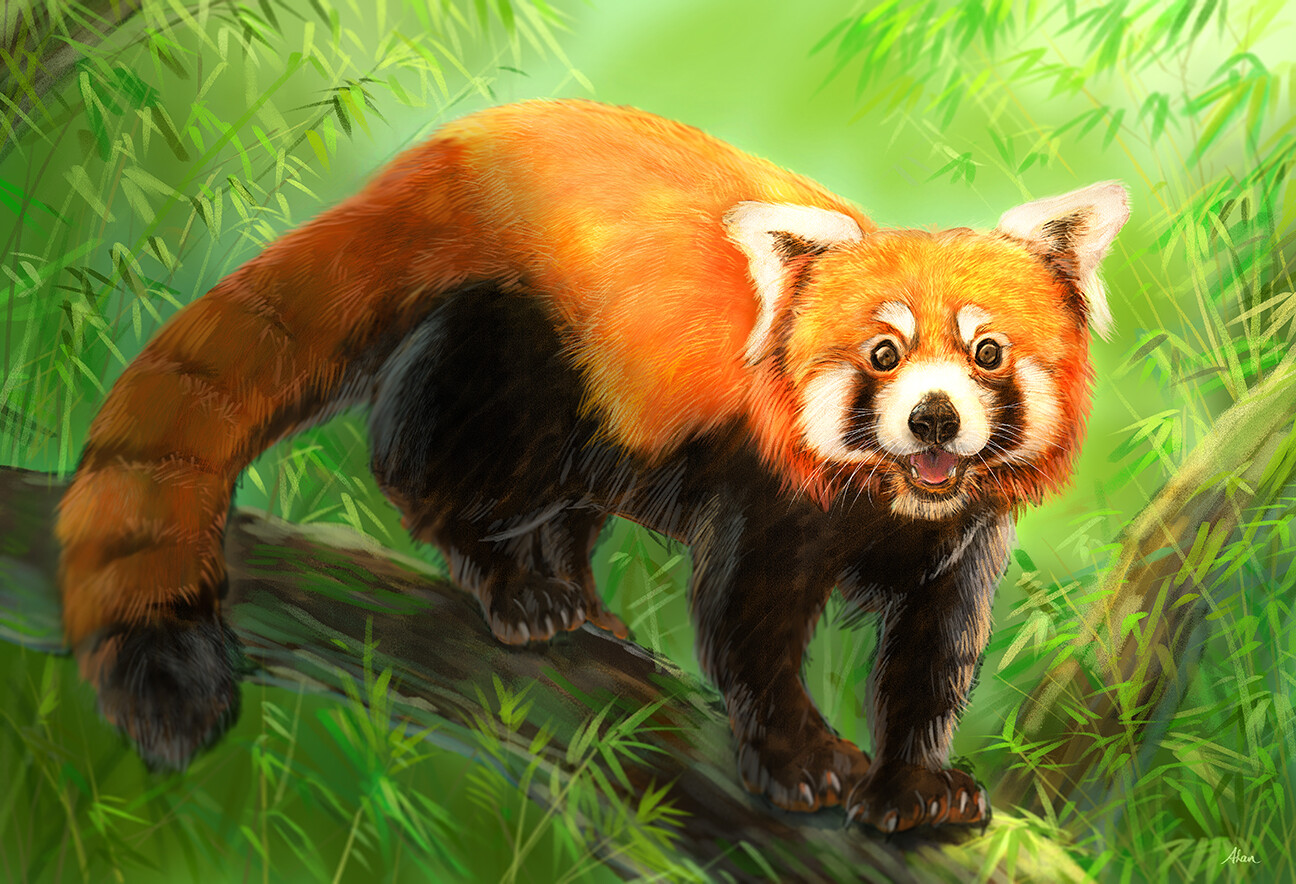 ArtStation - Red Panda