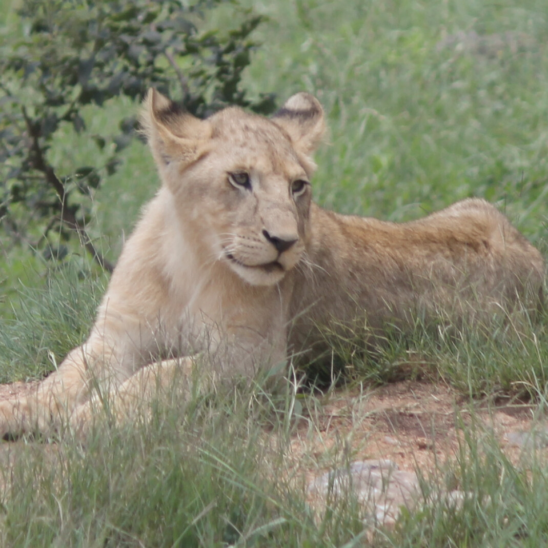 ArtStation - Lion & Safari Park, Broederstroom, South Africa