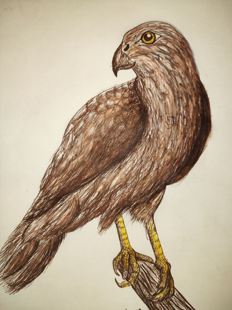 ArtStation - 11 Hawk