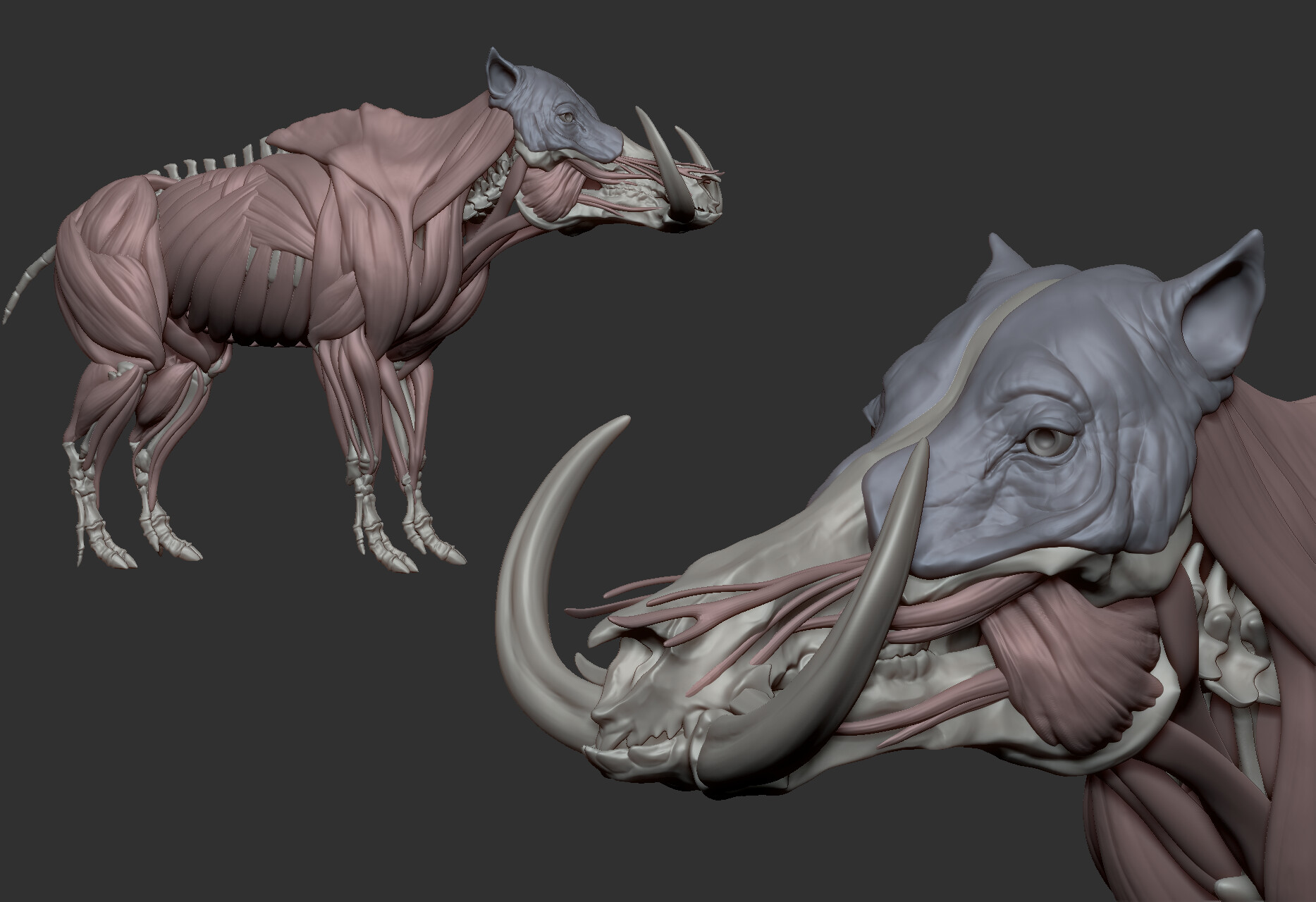 Kasper Rossing - Boar hybrid muscle WIP