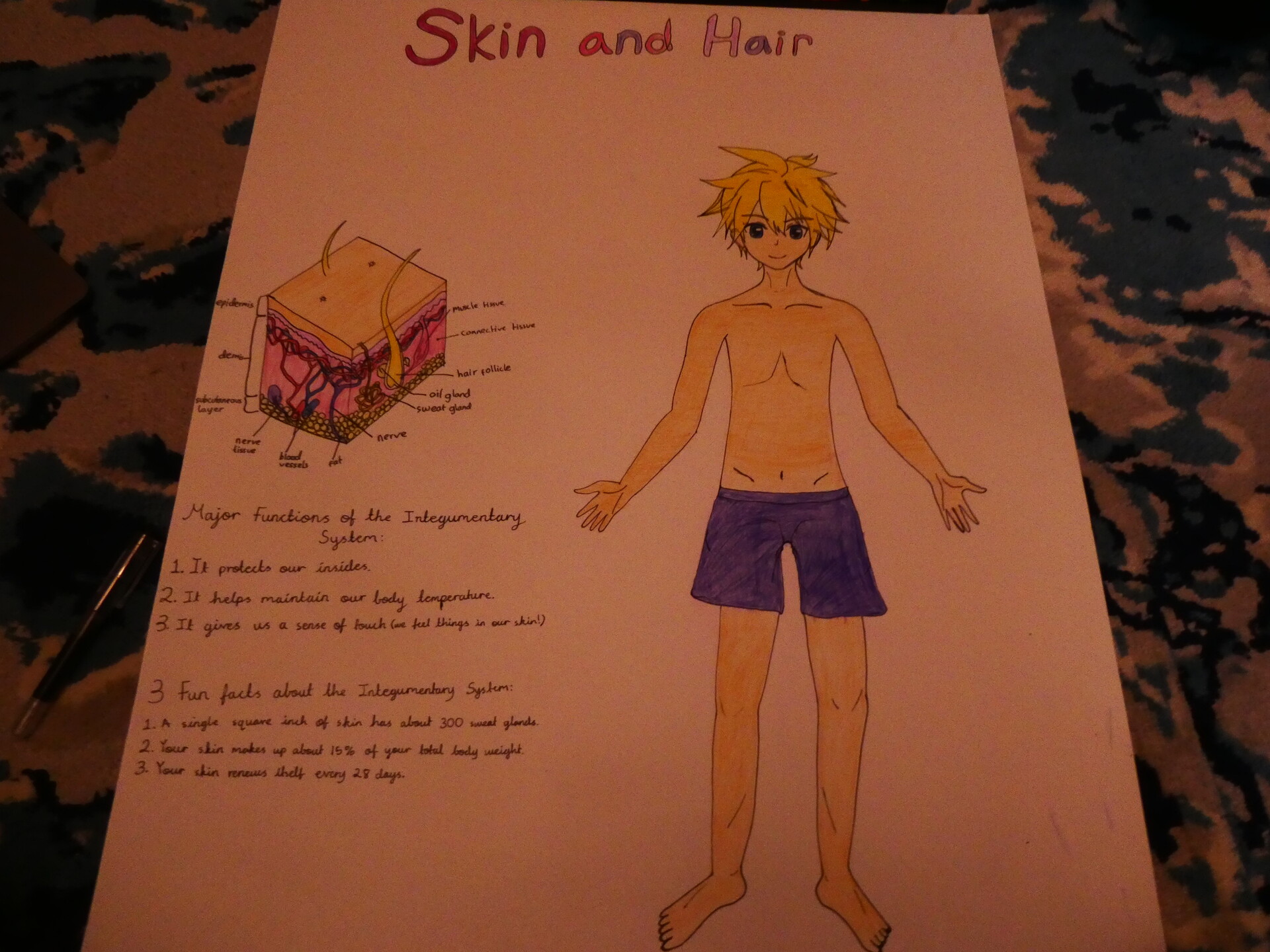 Integumentary System Drawing