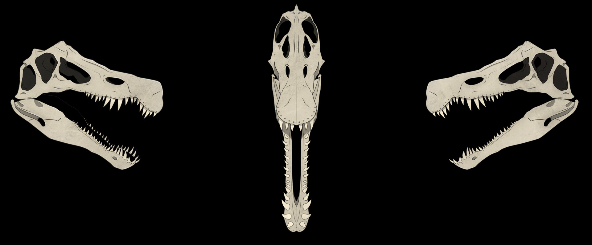 irritator skeleton
