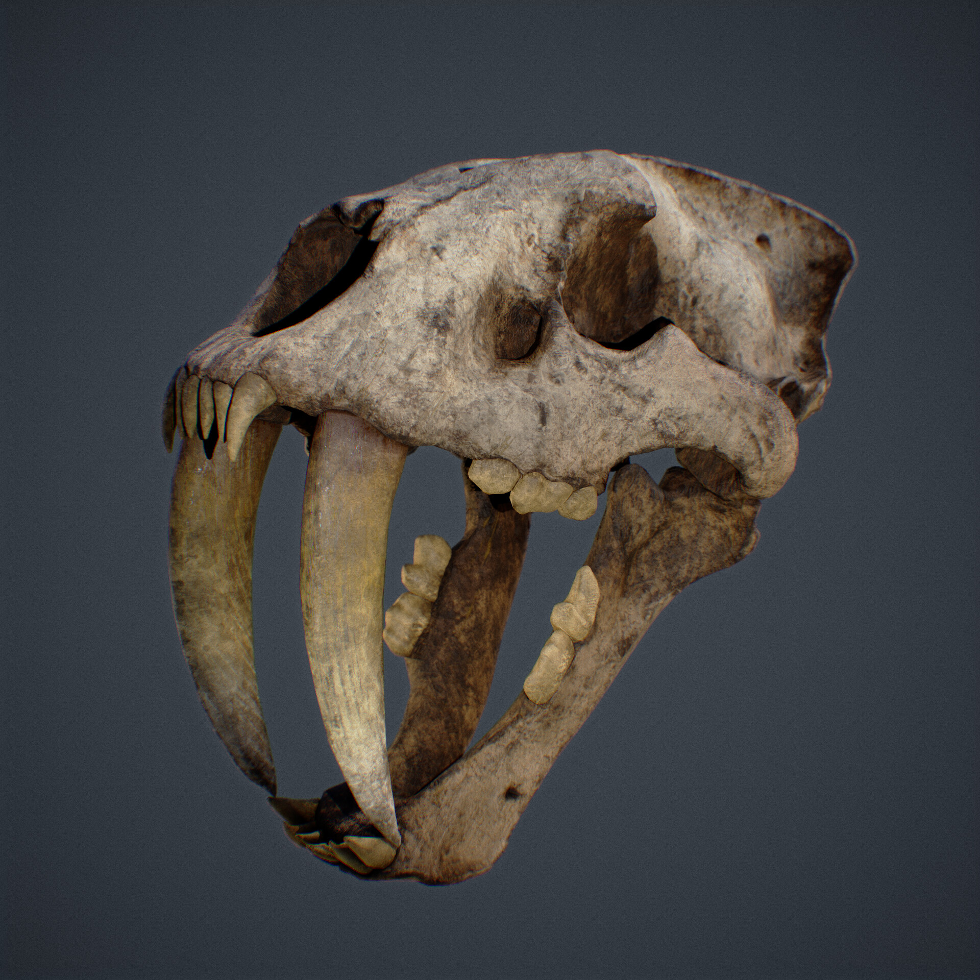 Saber Tooth Tiger Skull Front View
