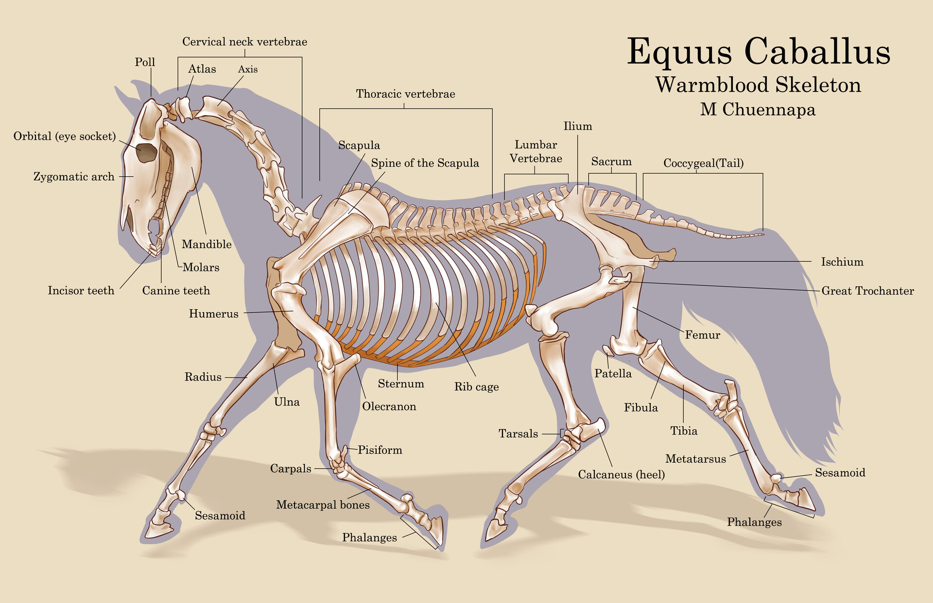 Skeletal System Of A Horse Skeletal System Of A Horse