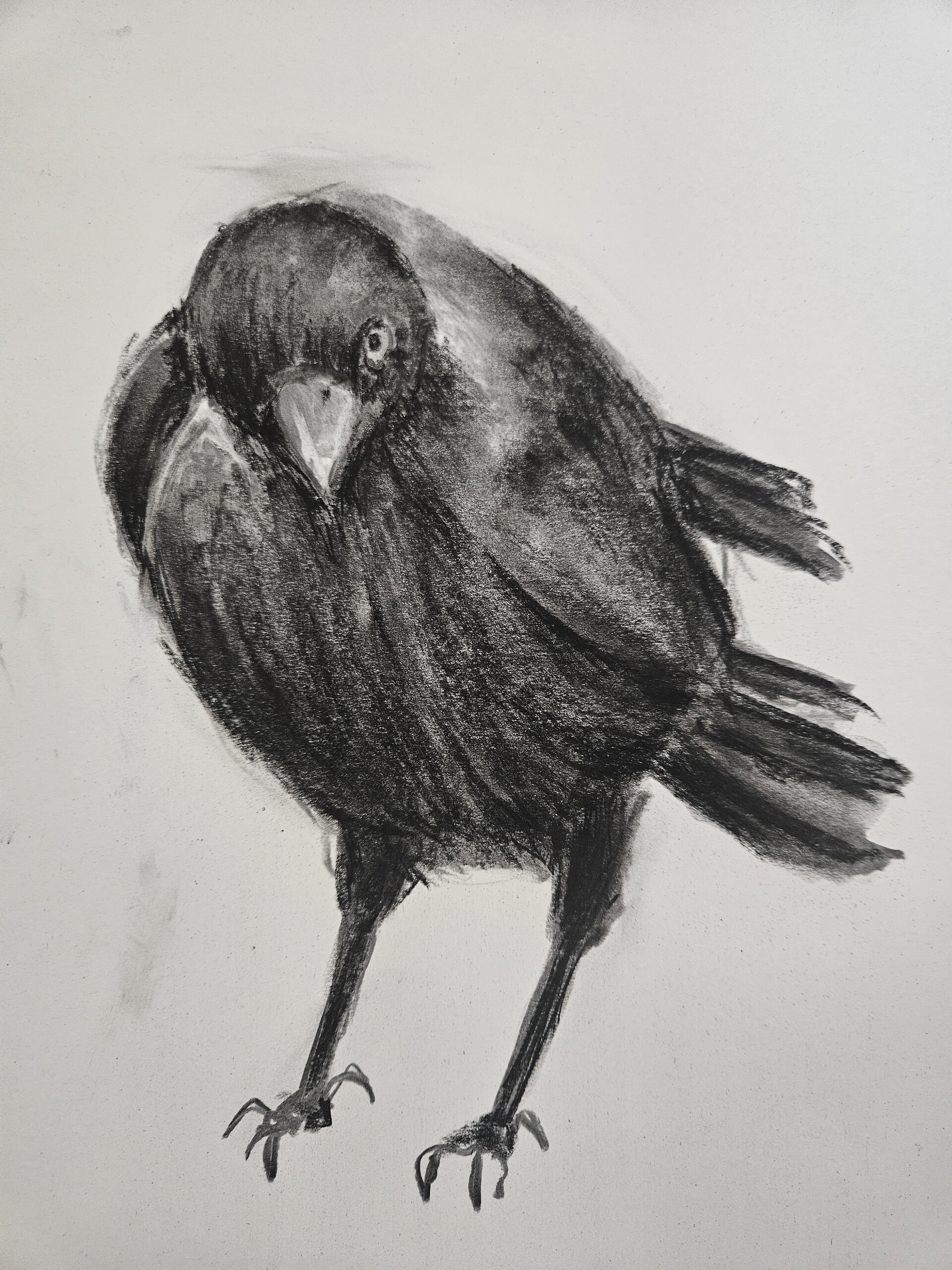 ArtStation - Black Bird process