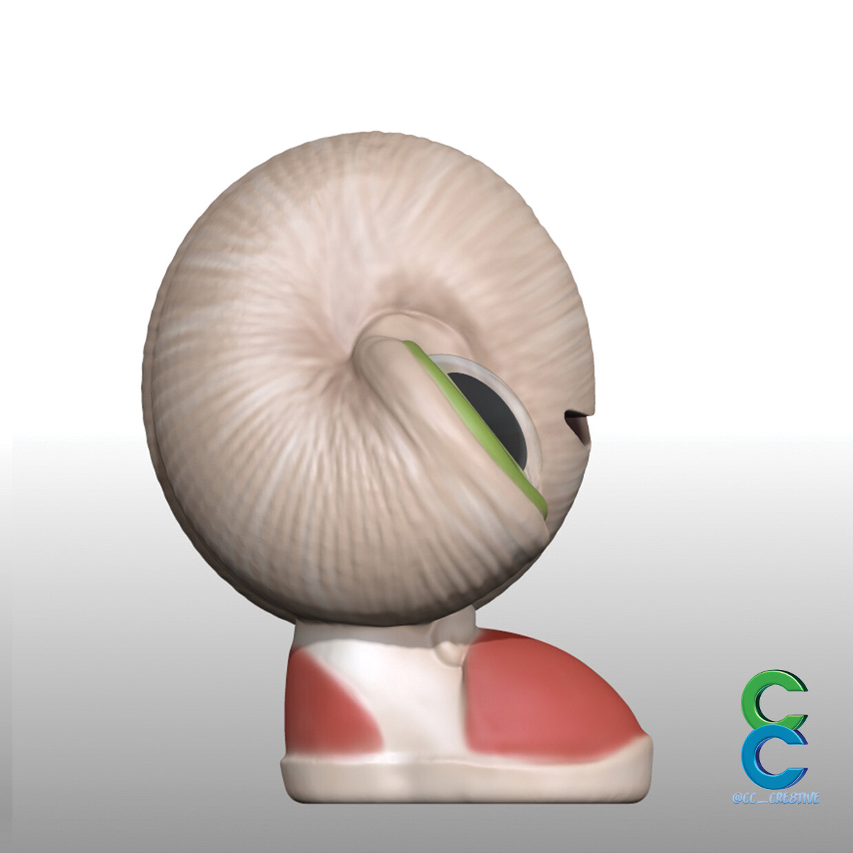 Chris Capone / CC Cre8tive - Marcel The Shell with Shoes Fan Art 3D ...