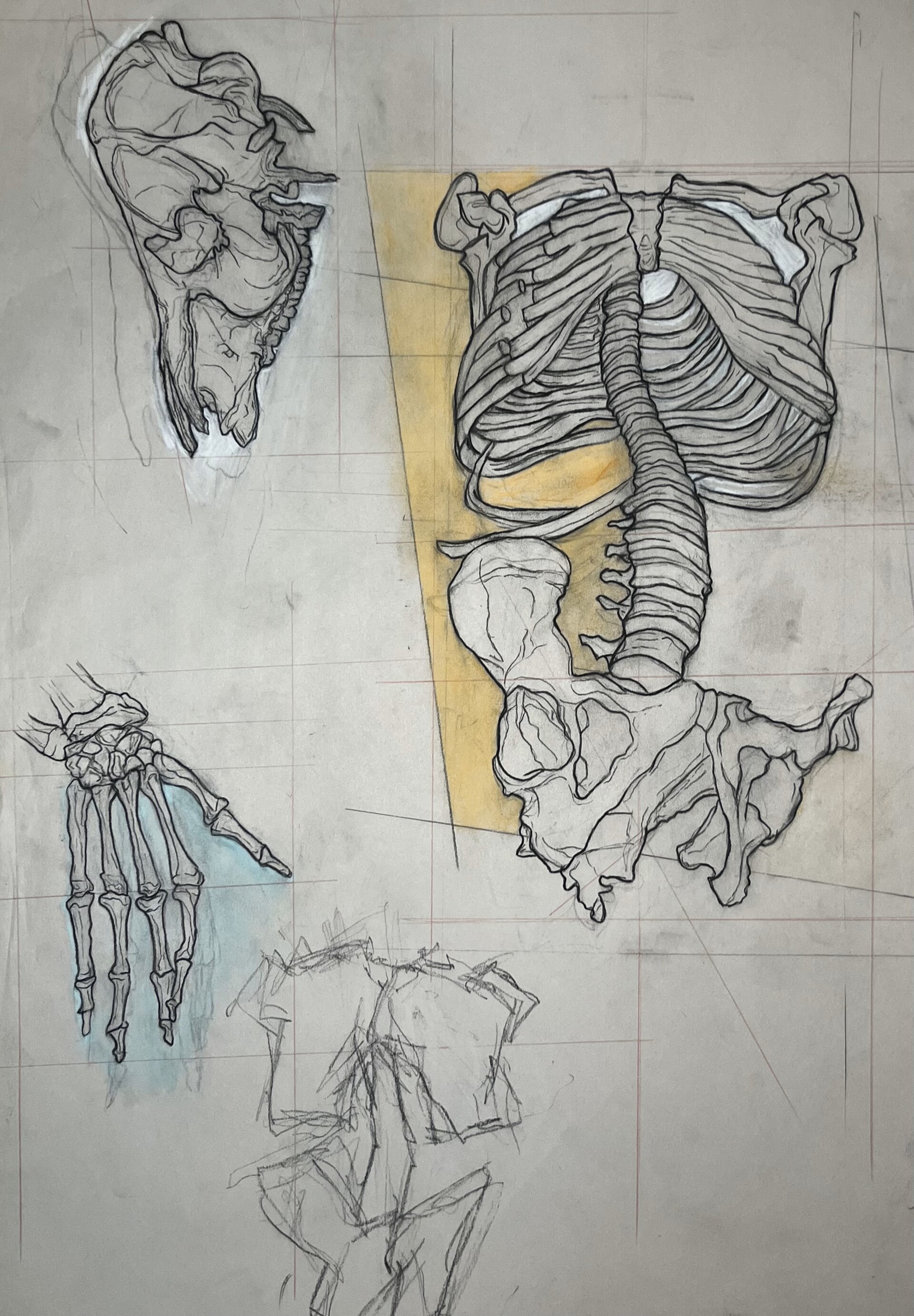 ArtStation - Skeleton Anatomy Study