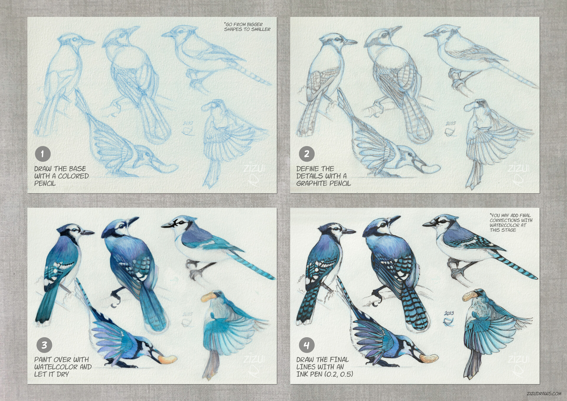 Zizu - Animal studies + 1 tutorial