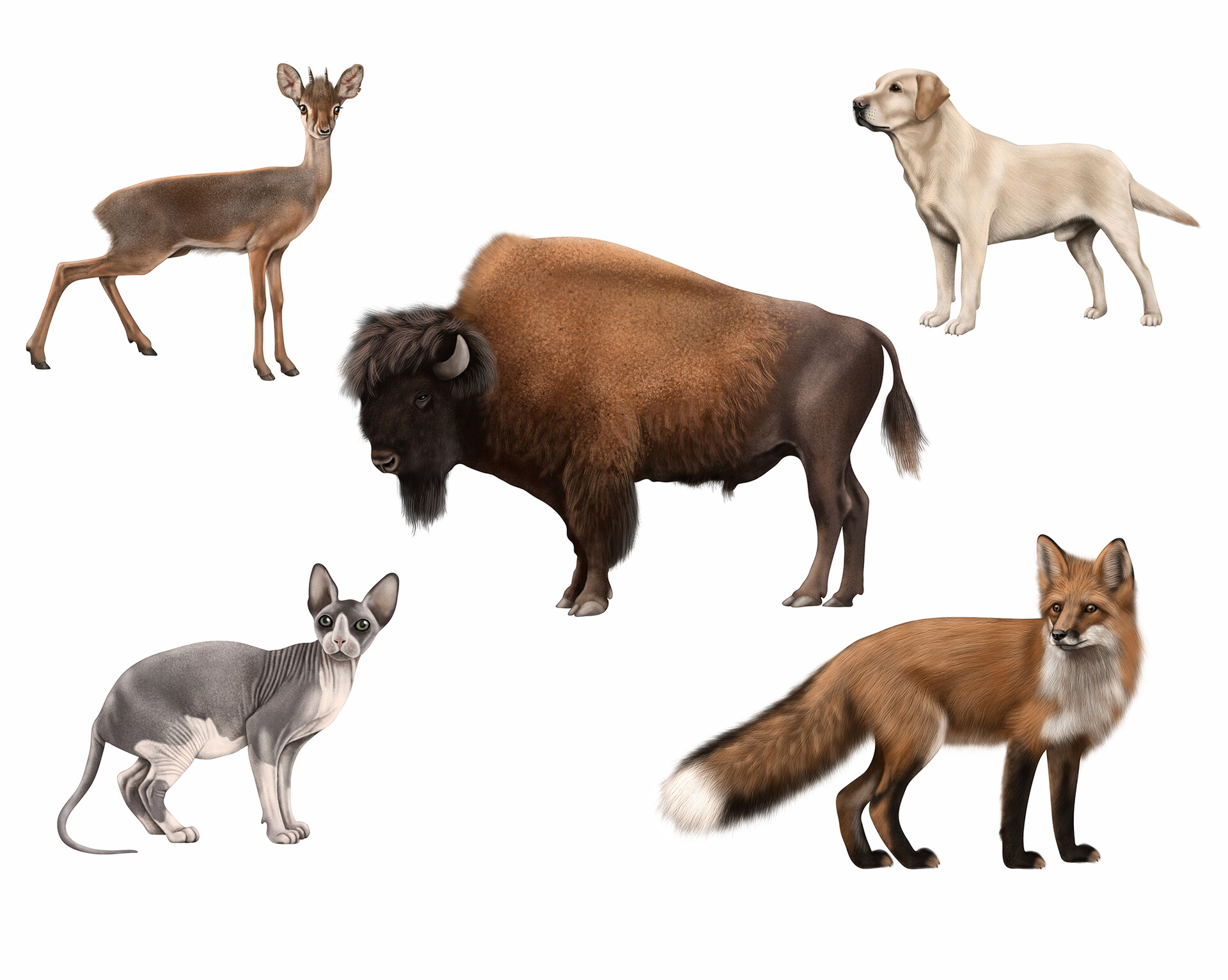 ArtStation - Realistic illustrations of animals