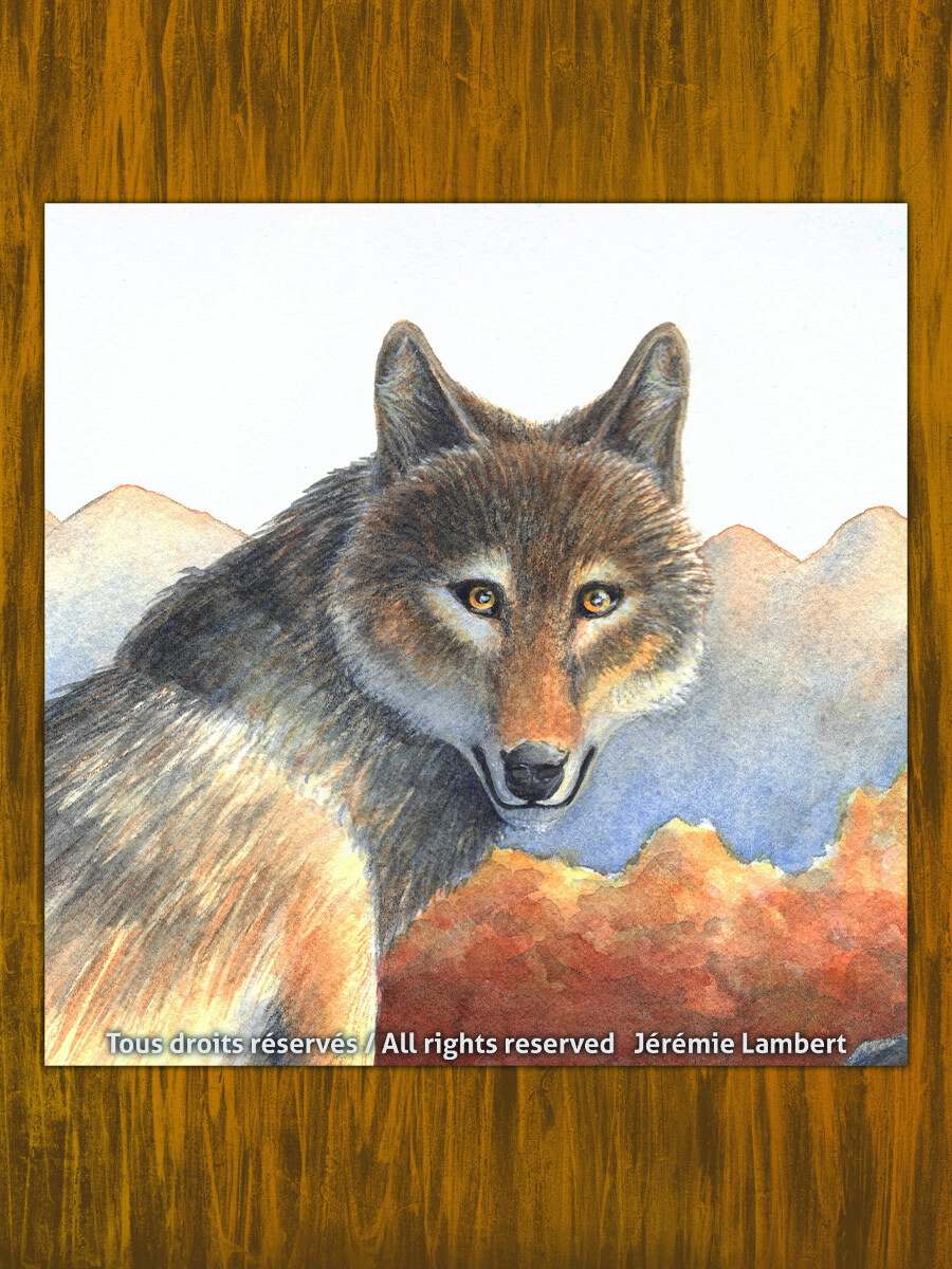 Jérémie Lambert - Eurasian wolf