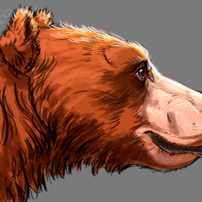 bear front profile drawing