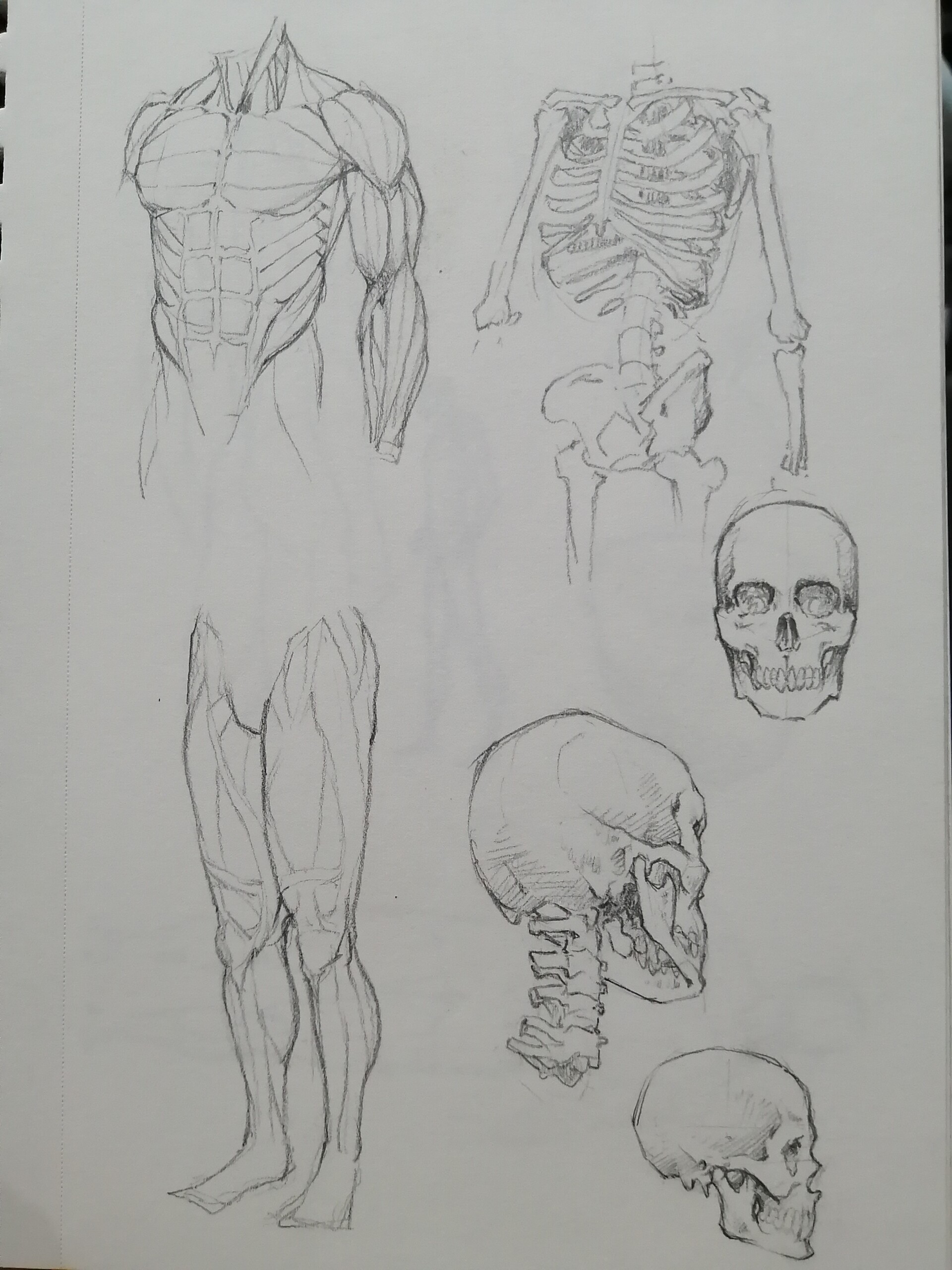 ArtStation - body anatomy study