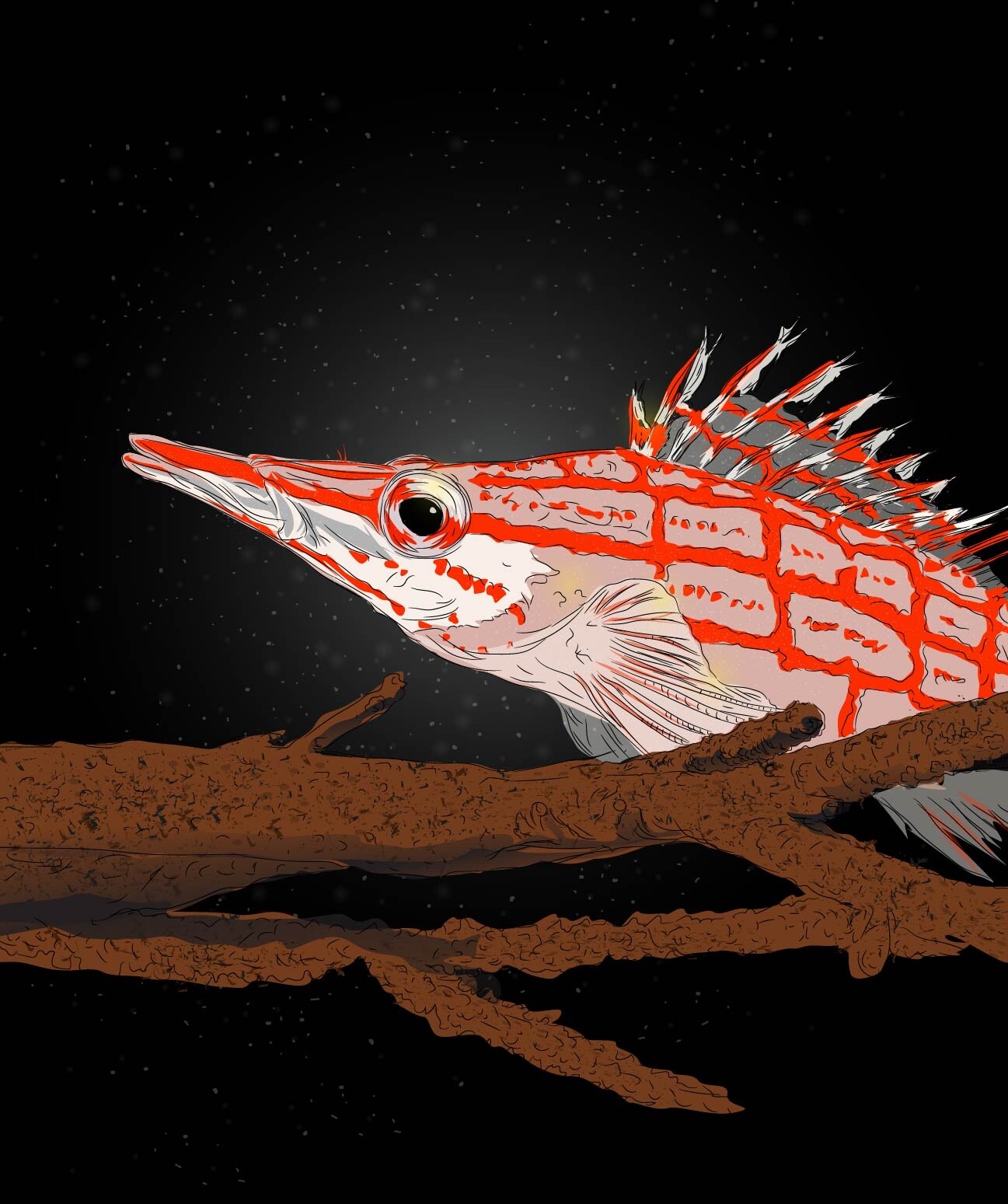 ArtStation - Vector art - Longnosed Hawkfish ( Oxycirrhites typus )