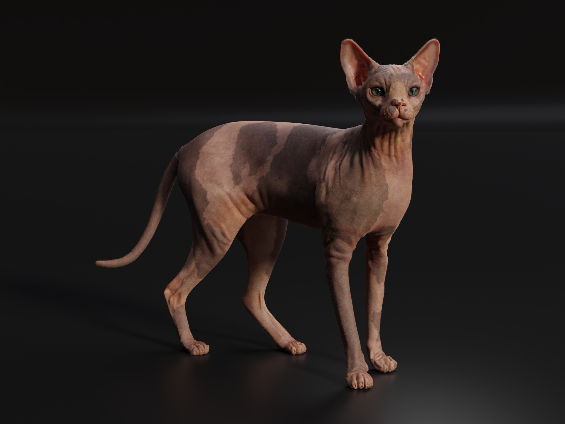 ArtStation - Sphynx Cat