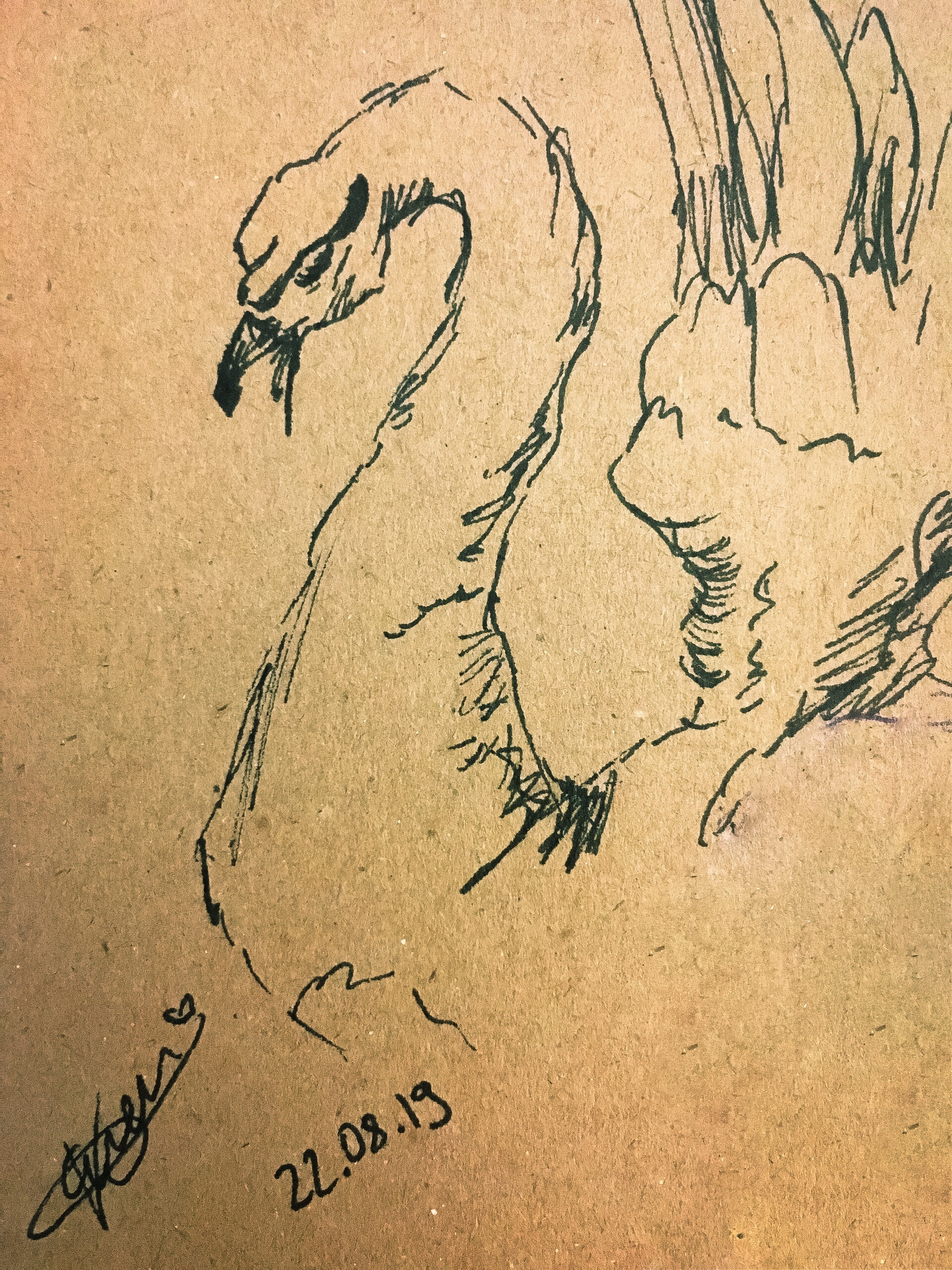 ArtStation - Swan / sketch from 2019