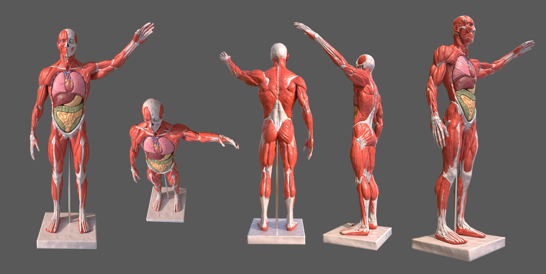 ArtStation - anatomical model