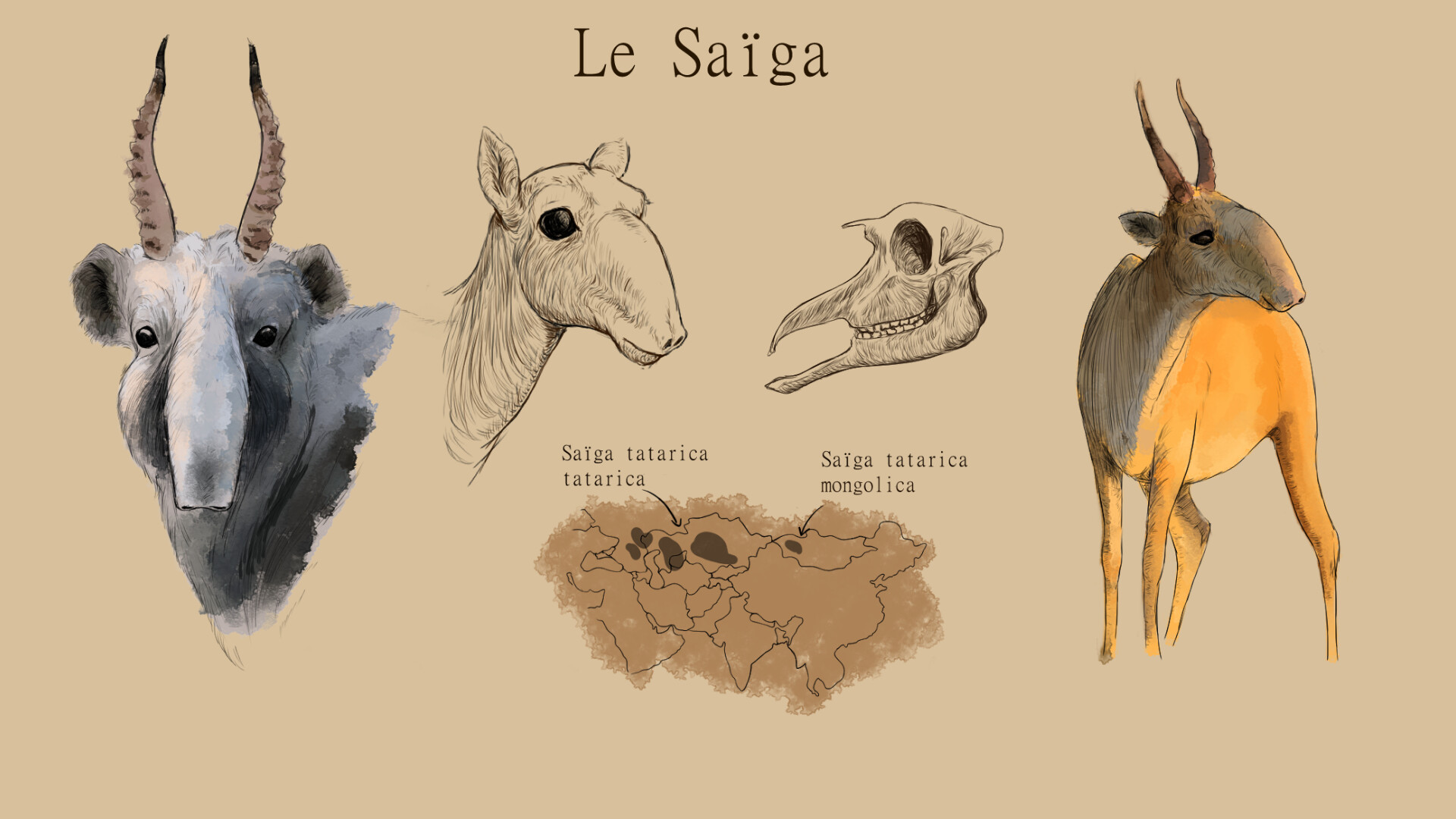 ArtStation - Etude Saïga