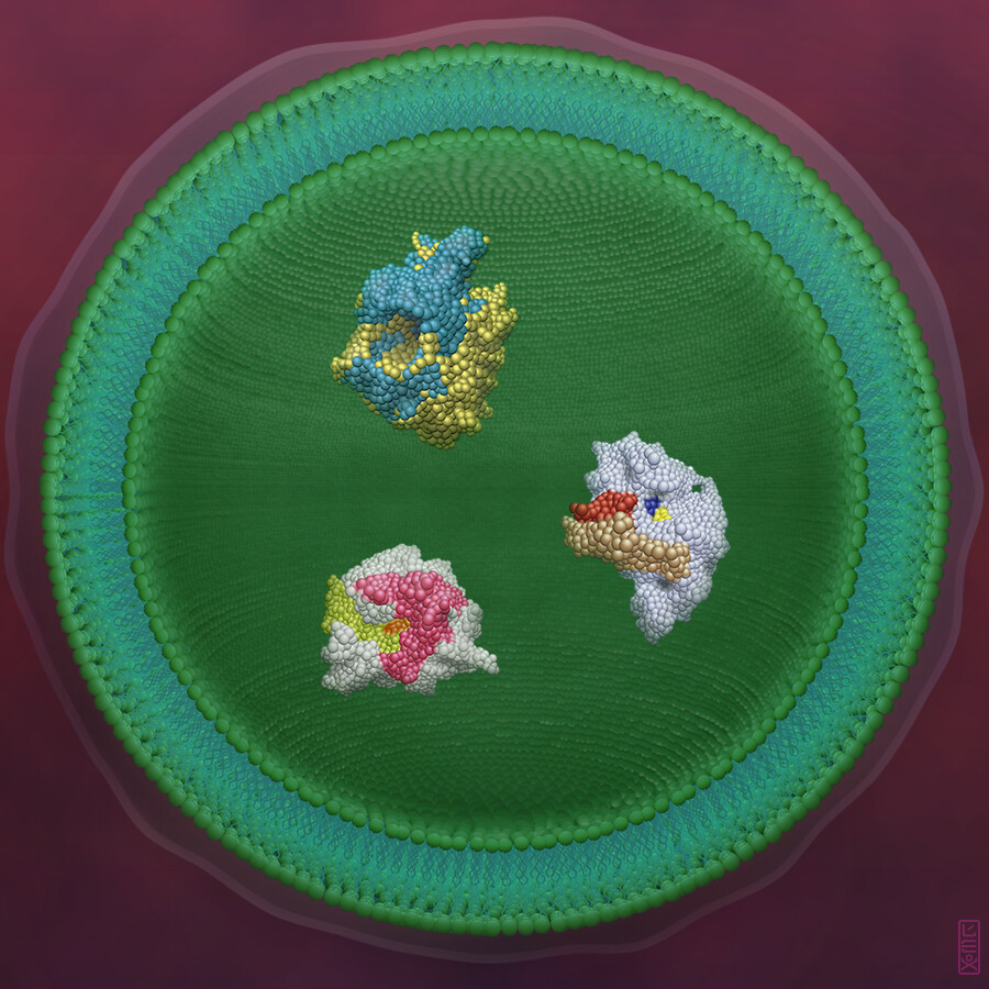 Alexey "Lex" Baranov - Lysosome Structures