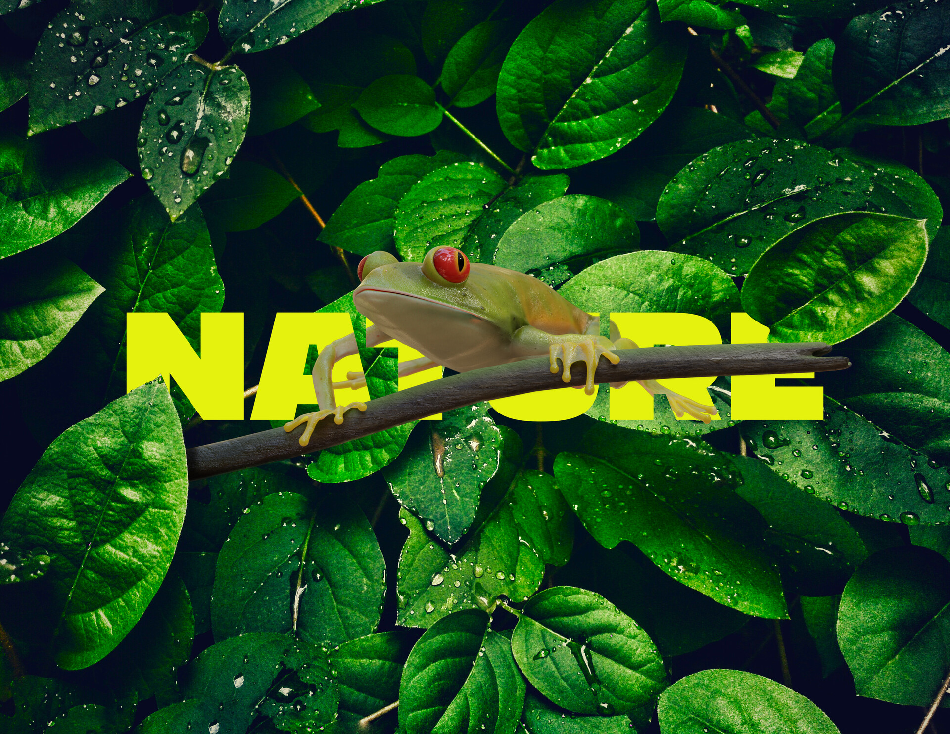 Ivan Gutierrez - Nature