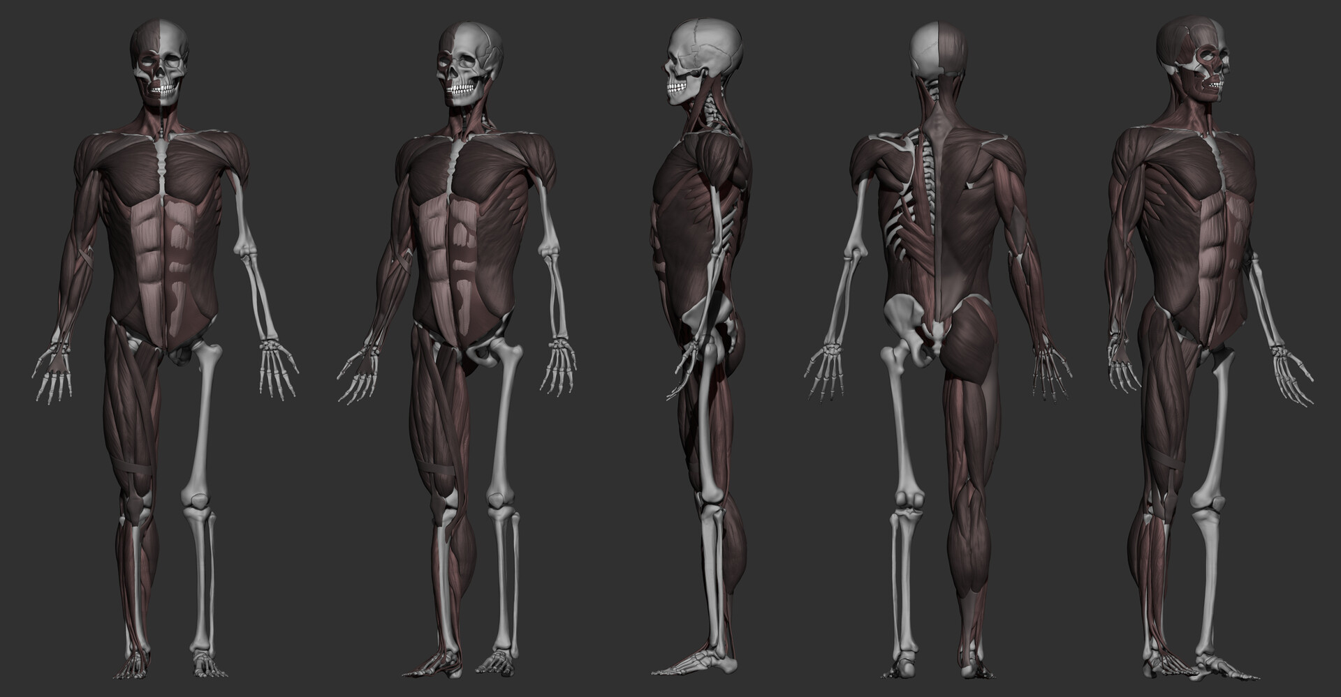 ArtStation - Ecorche + Skeleton