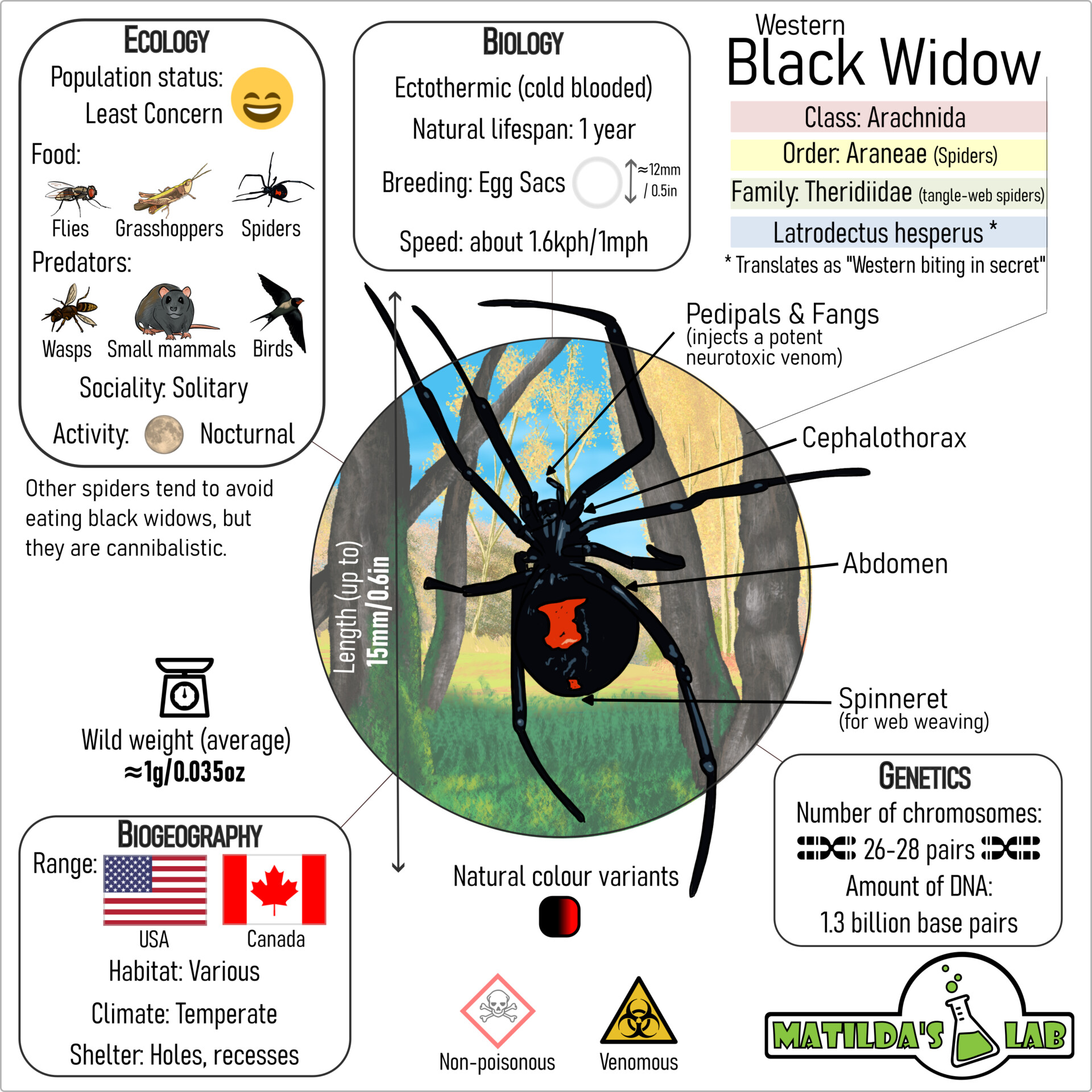 Western Black Widow | Matilda's Lab
