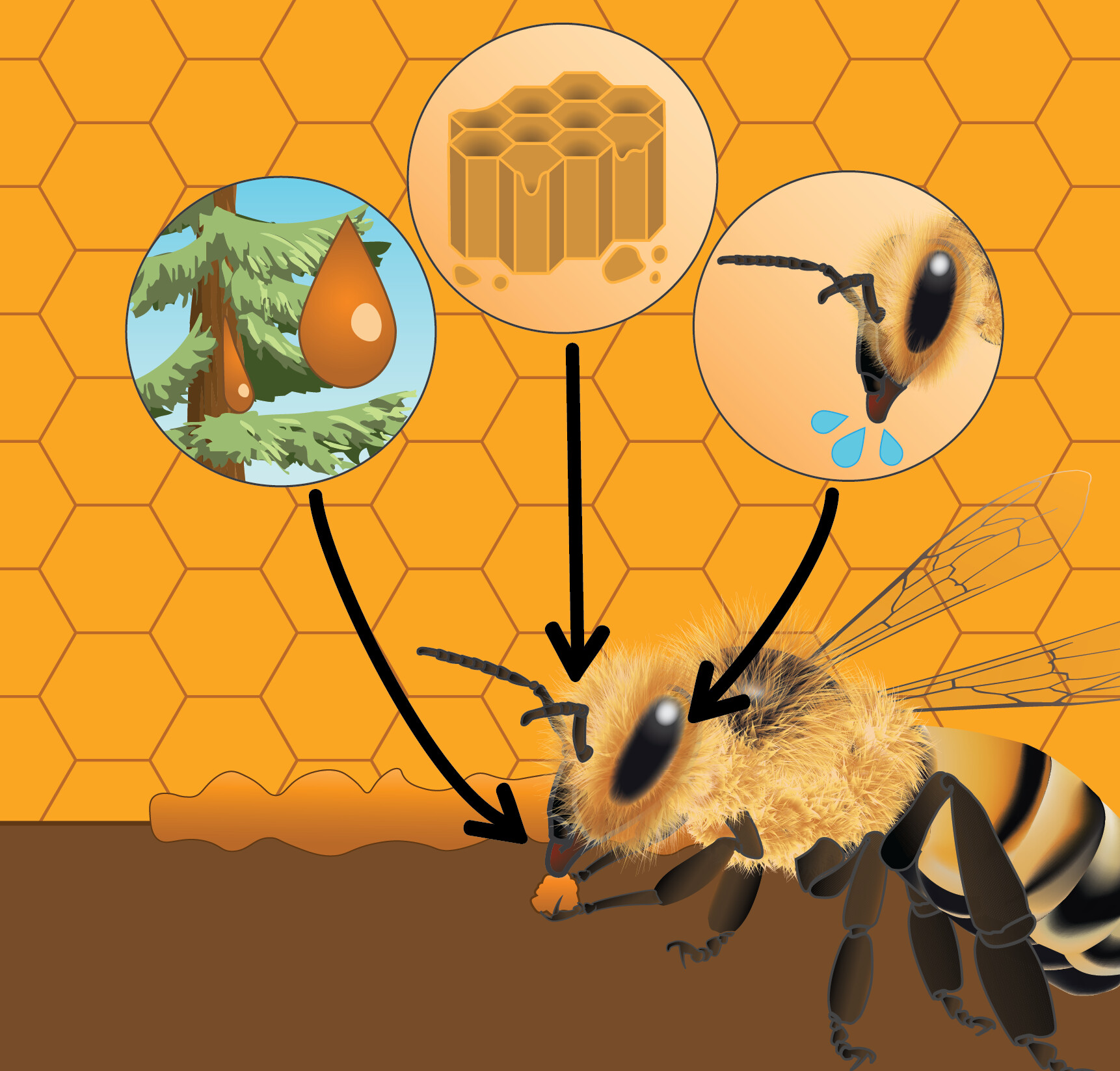 Honeybee Diagram