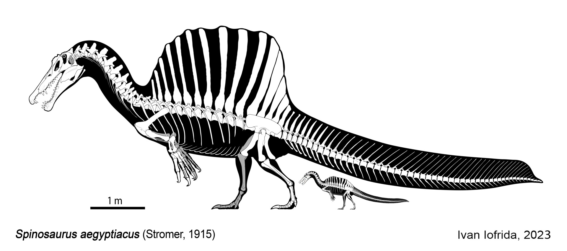 Anatomy Of Images Of Spinosaurus