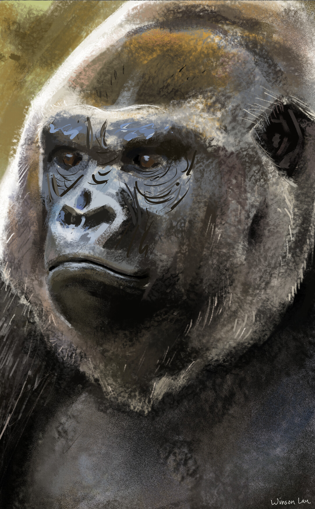 ArtStation - Gorilla Studies