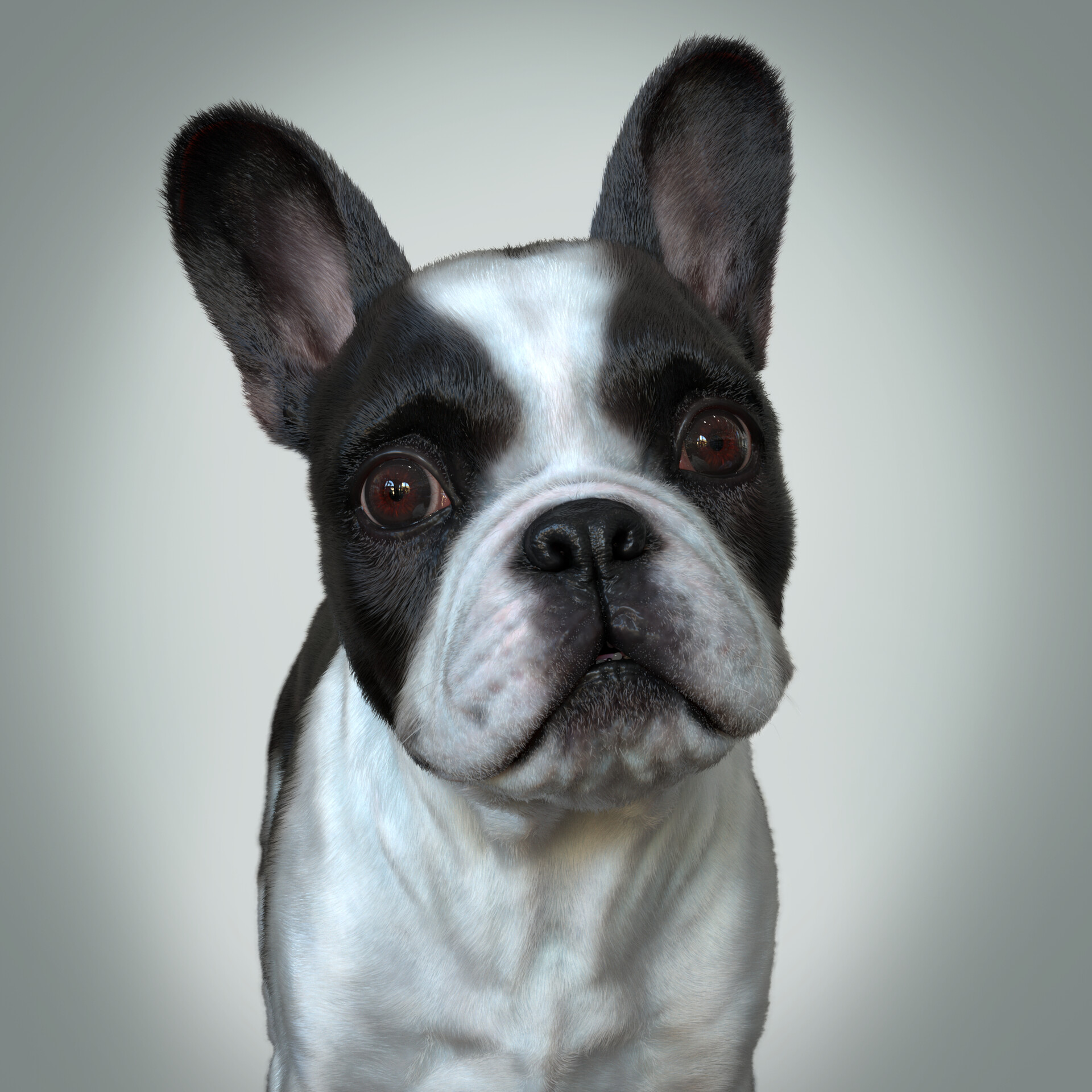 ArtStation - Frenchie - Digital Dog