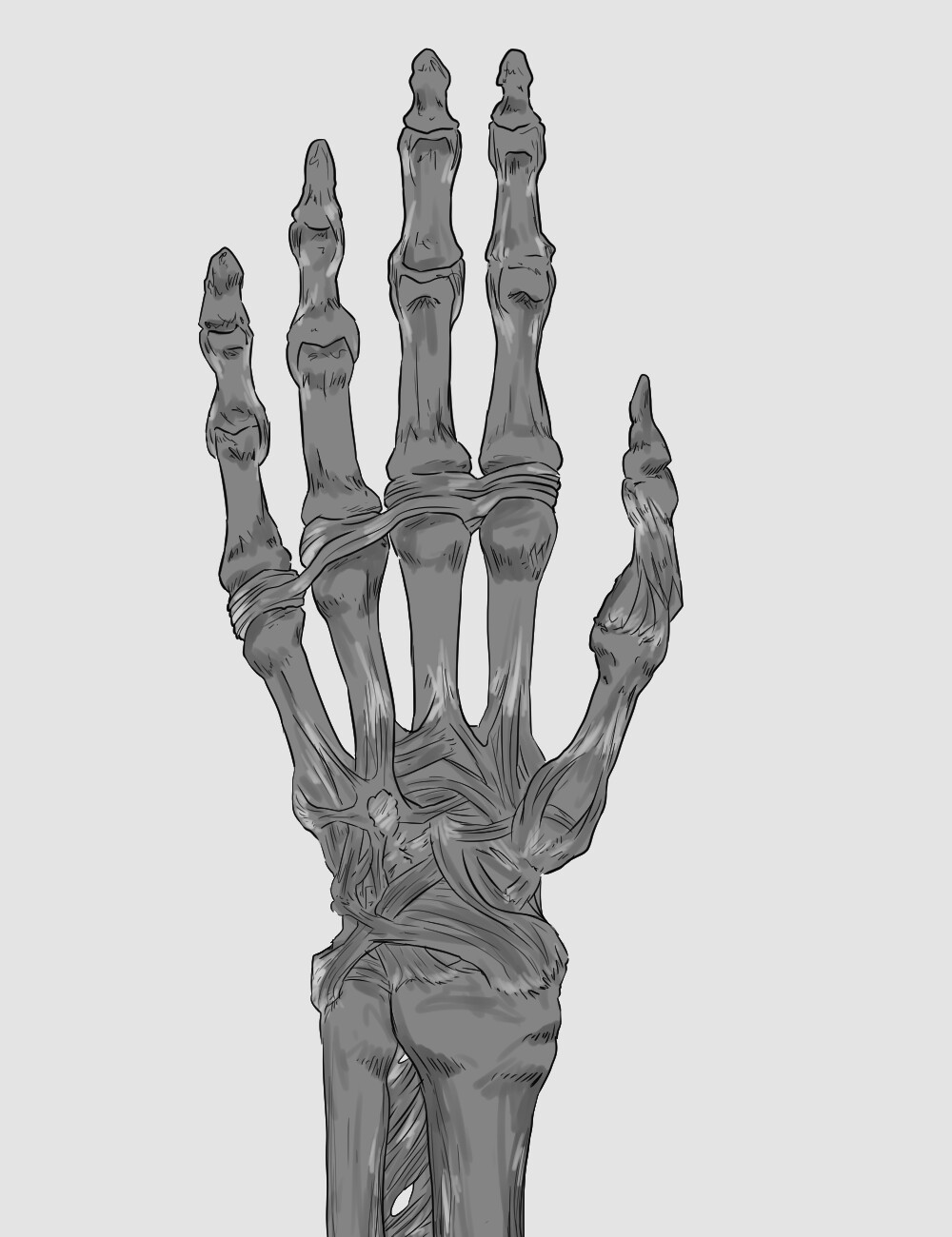 ArtStation - Bones of the Hand