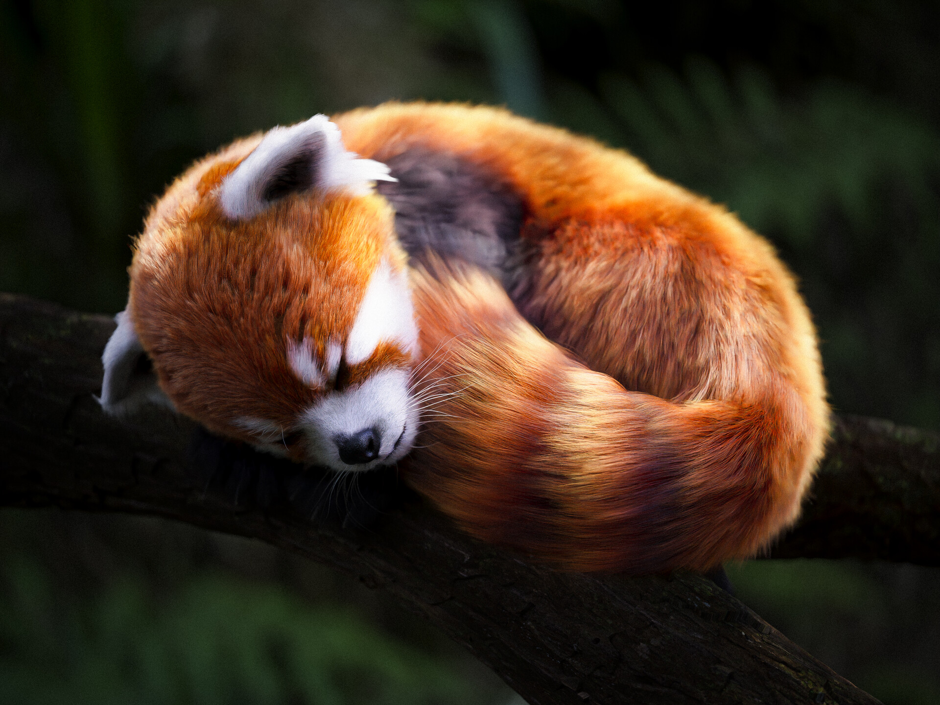 ArtStation - Red Panda