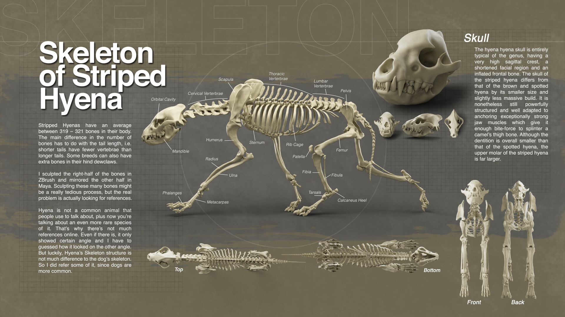 Samuel Fu - Striped Hyena