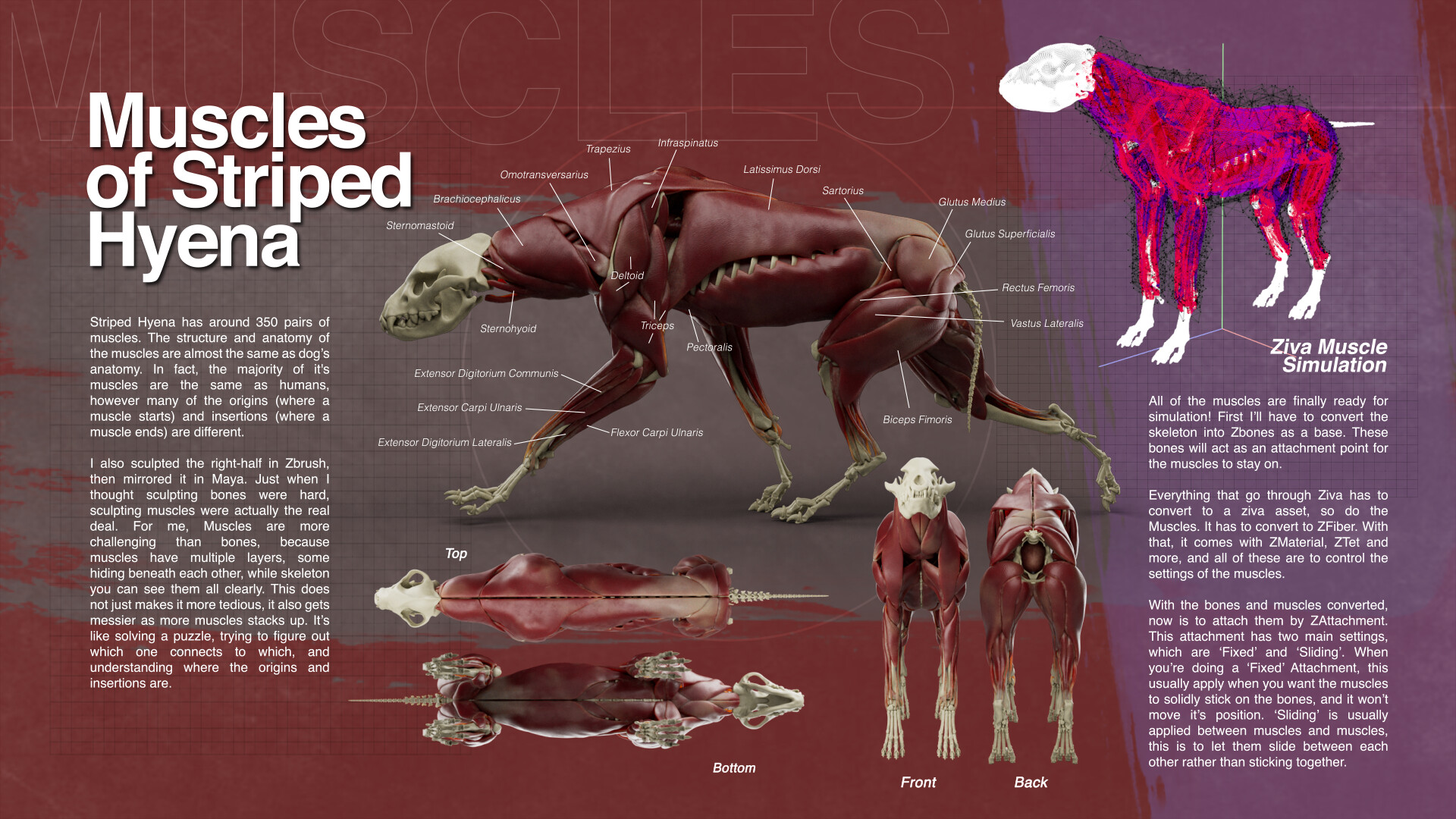 Samuel Fu - Striped Hyena