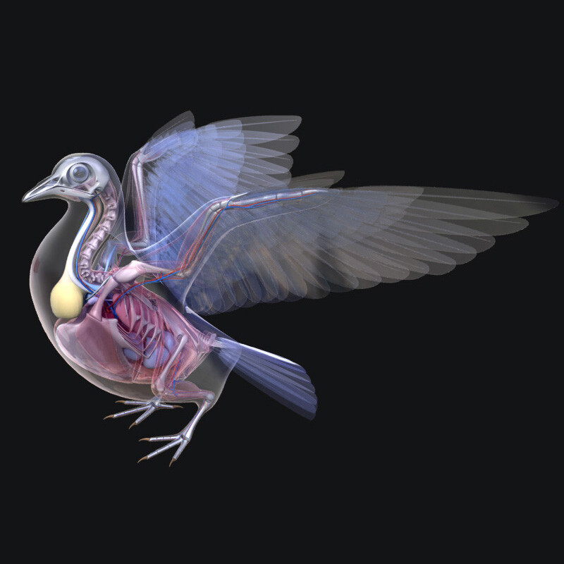 ArtStation - 3d pigeon anatomy