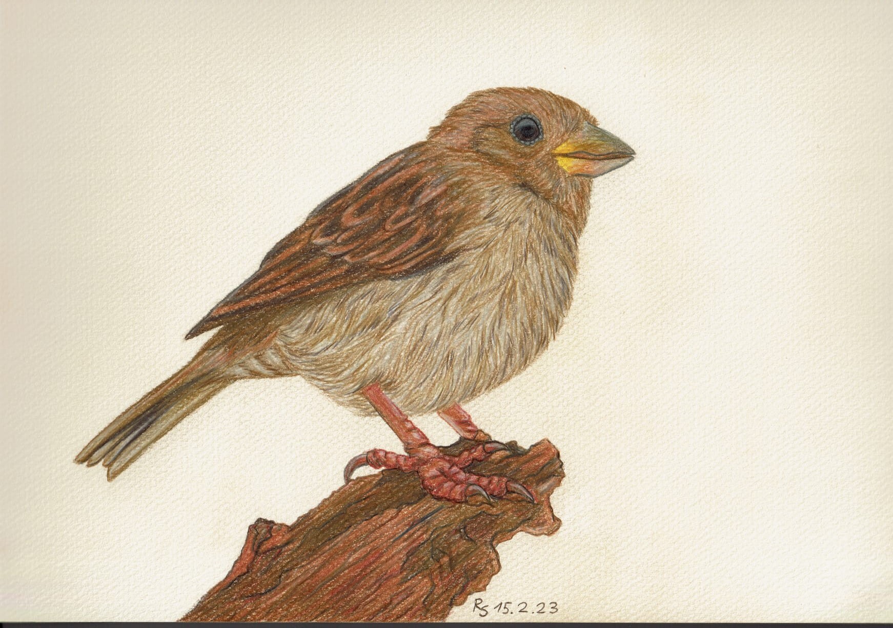 ArtStation - Sparrow