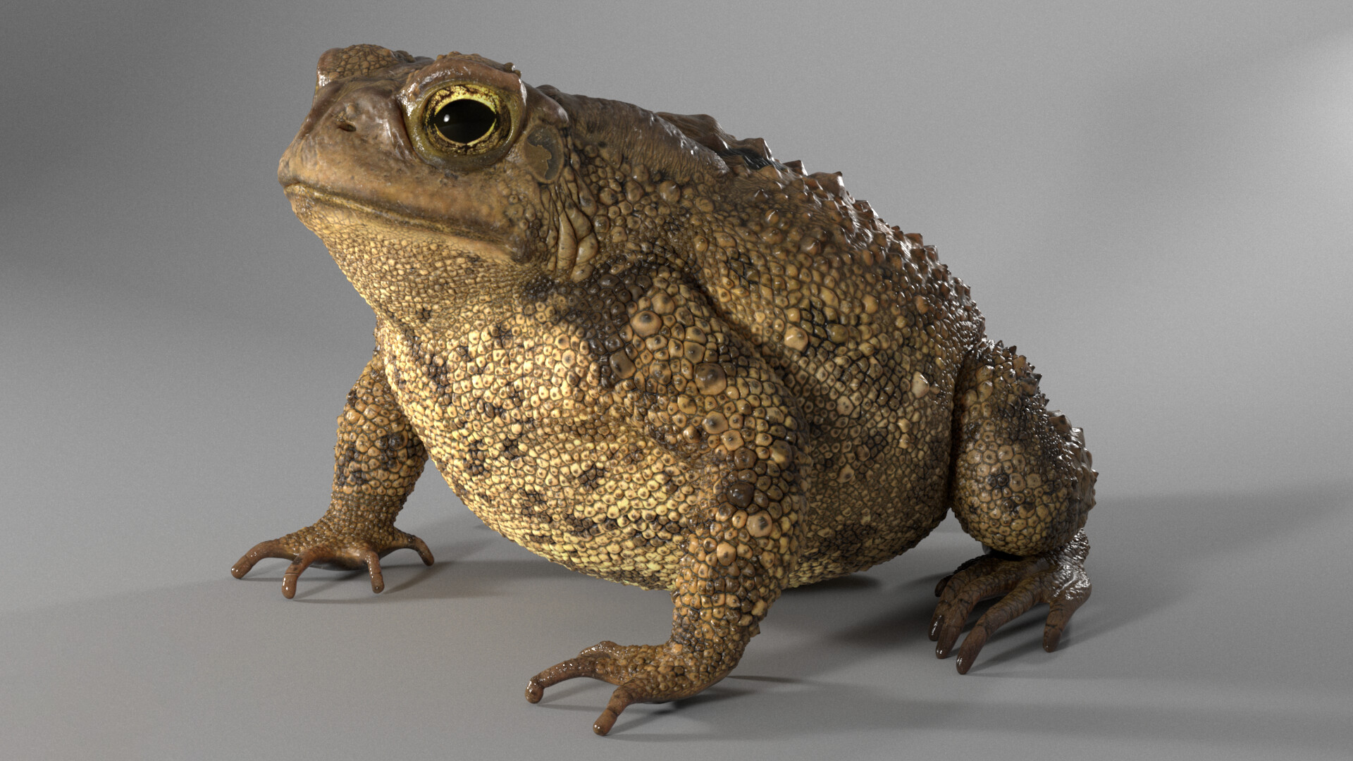 ArtStation - Todd the Toad (Anaxyrus americanus)