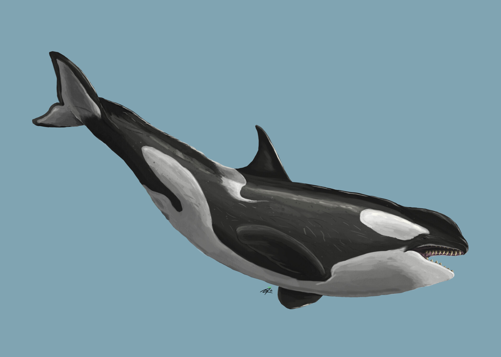 ArtStation - Spooky monochrome blubber torpedo (Orcinus orca)