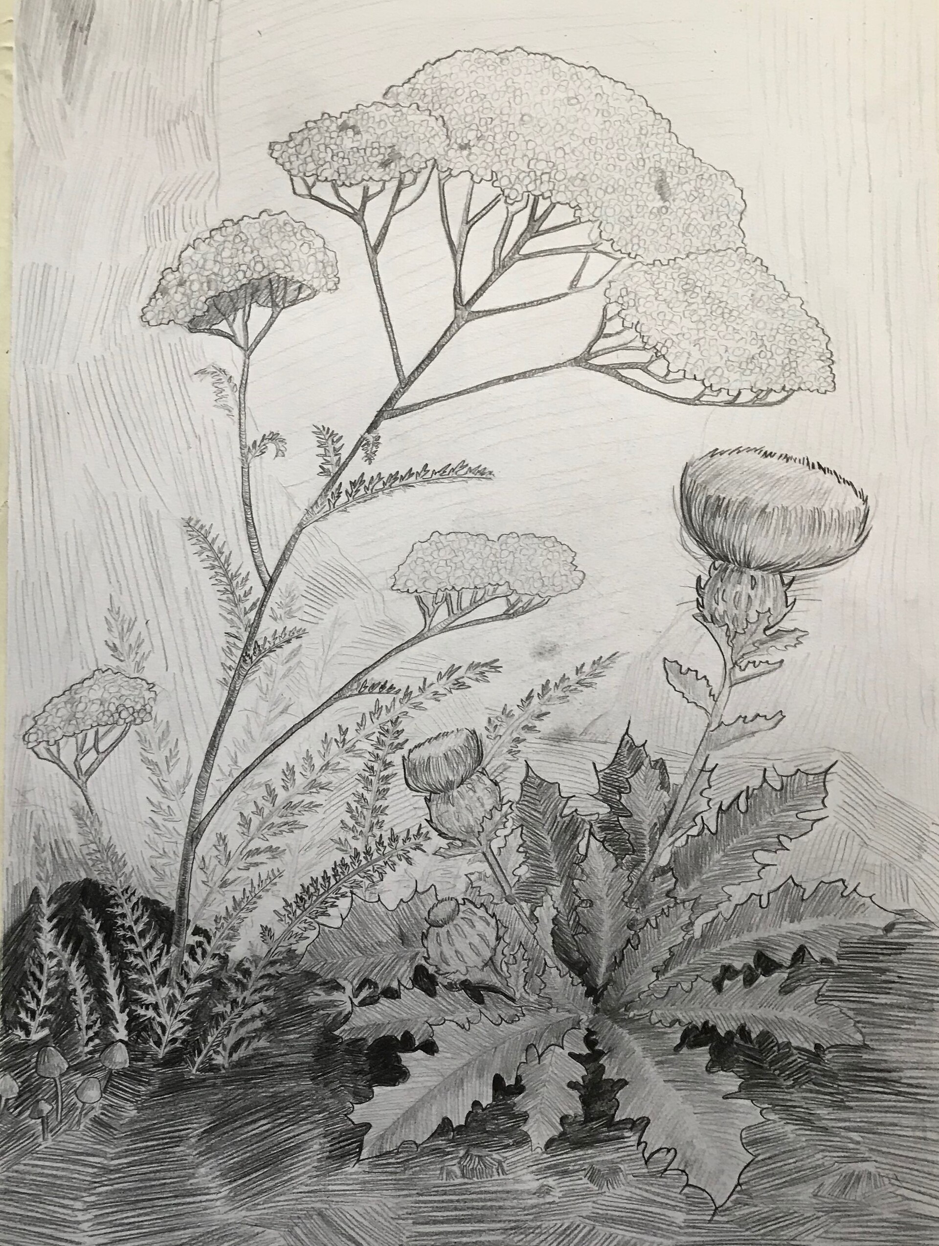 ArtStation - Pacific Northwest Plants