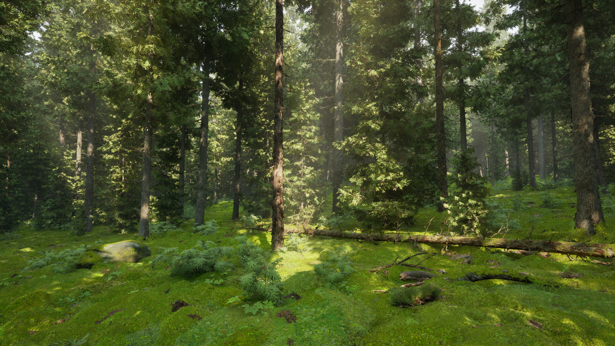 B.O.W.👁‍🗨 - UE5.2 Nanite Coniferous forest