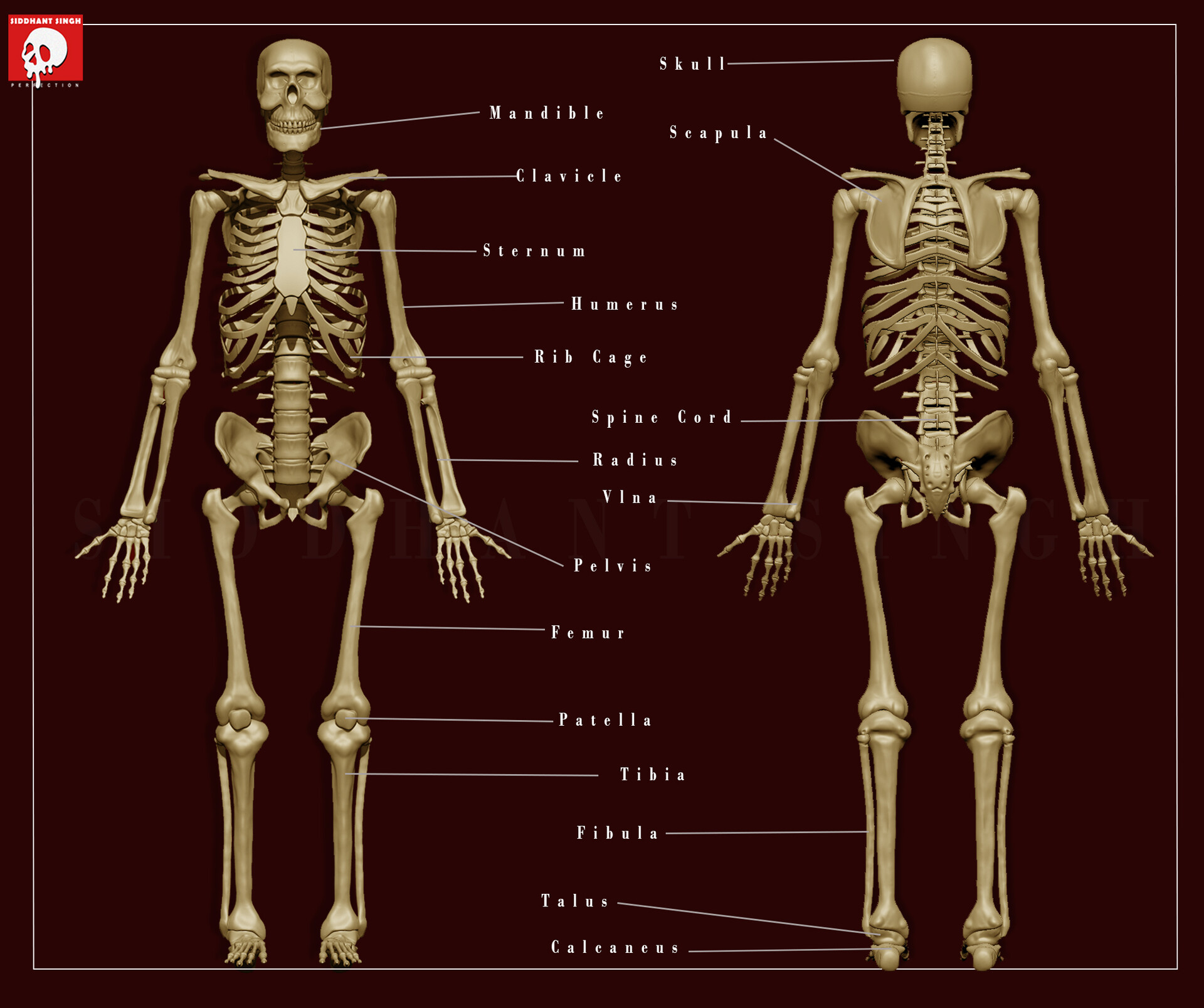 ArtStation - MALE SKELETON