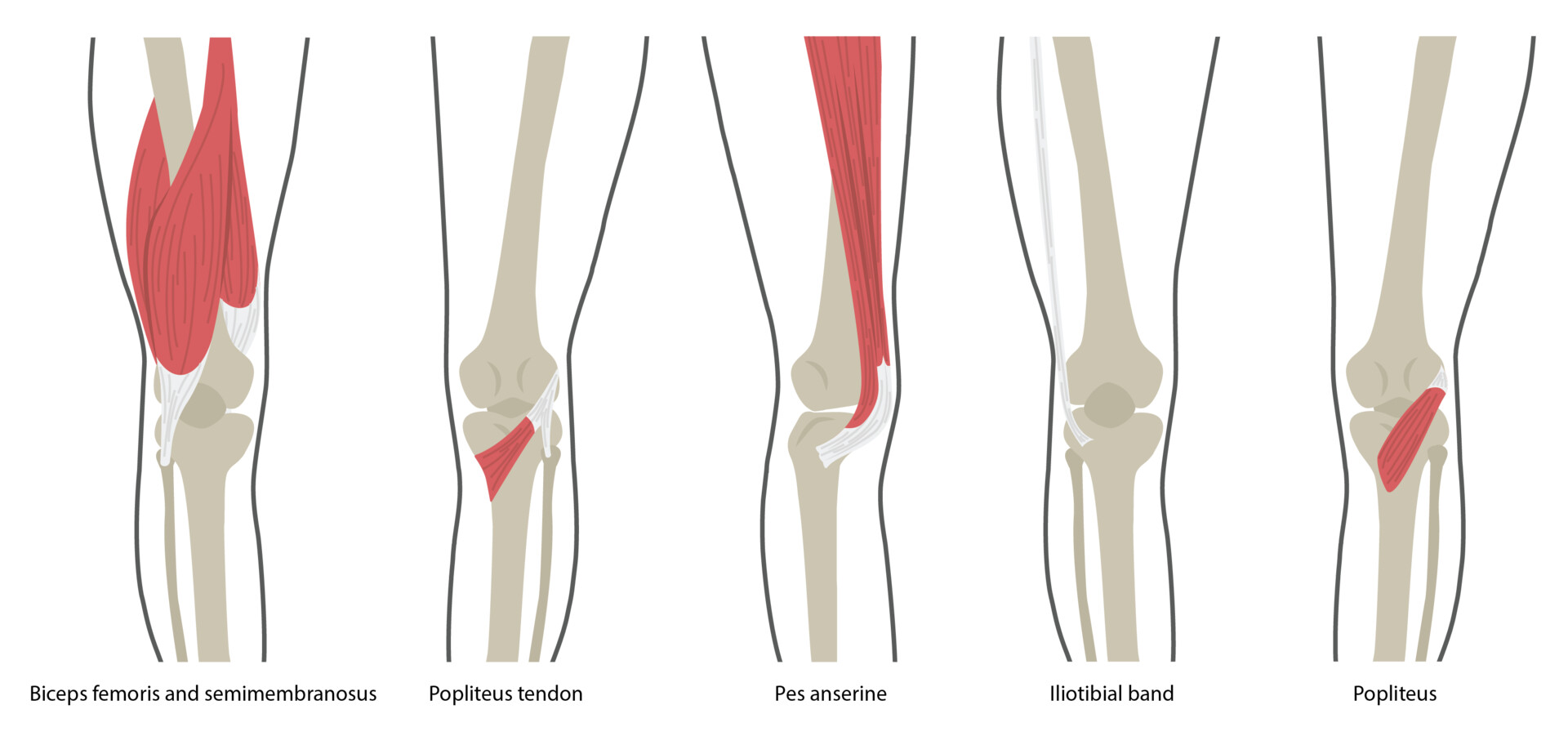 ArtStation - Leg muscles and tendons visuals made for Medmastery