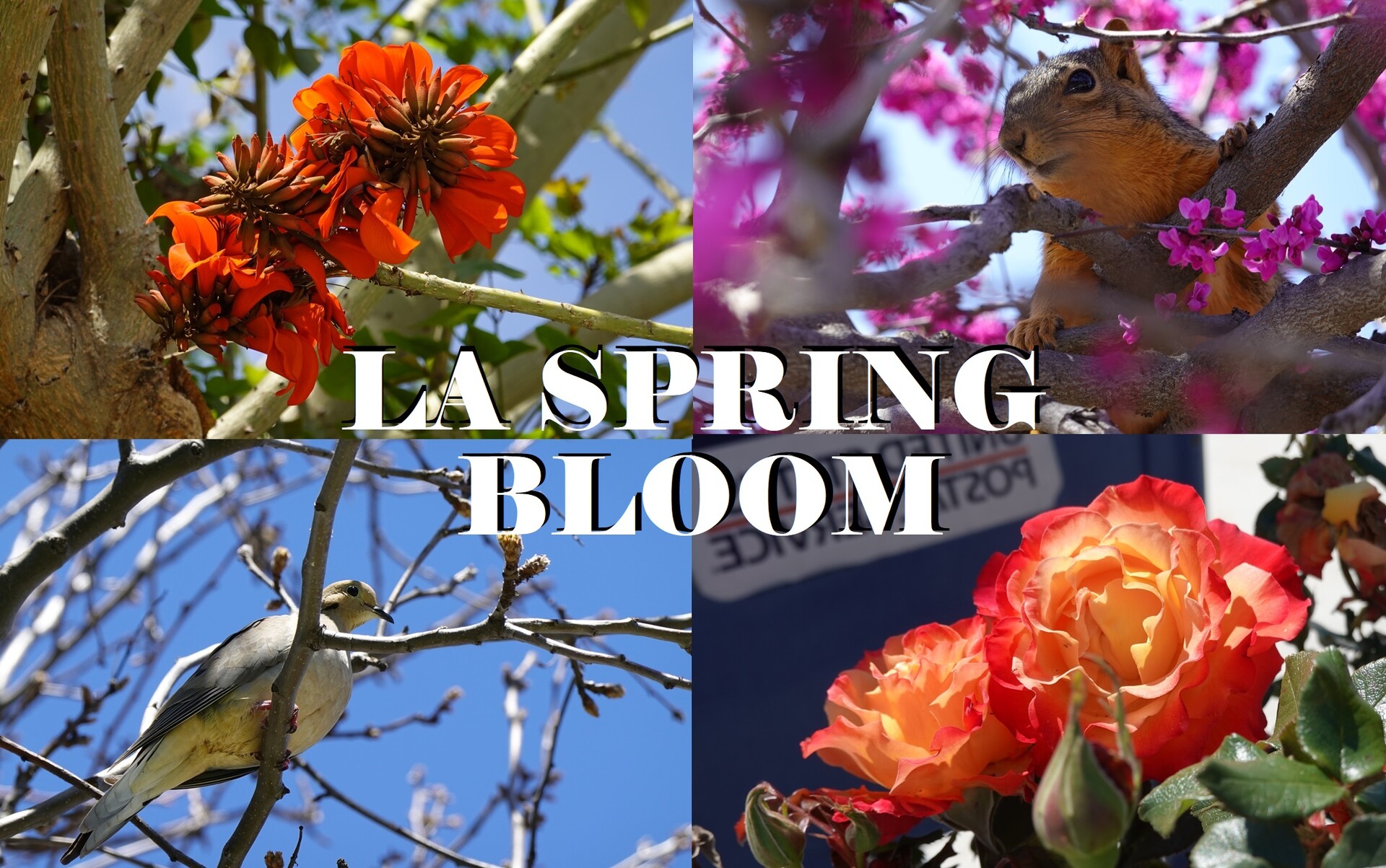 ArtStation - NEW product in my ArtStation Store! Spring Bloom 418 Photo ...